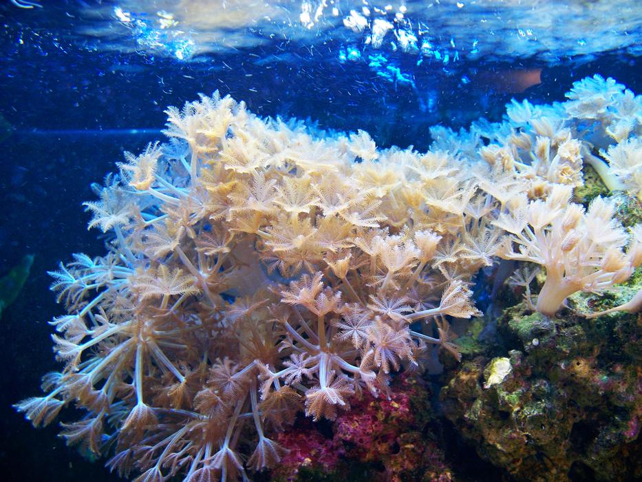 Soft Coral Aquarium Waving Hands free image download