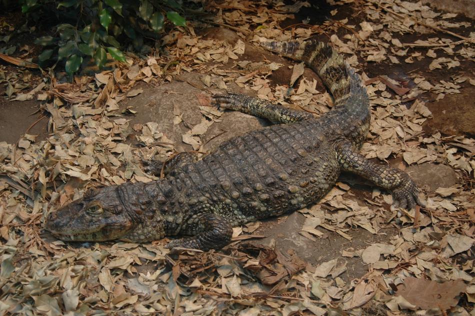 Zoo Reptile Caiman Broad-Nosed free image download