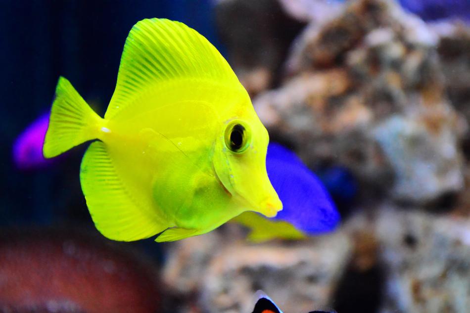 Tang Baby Aquarium free image download