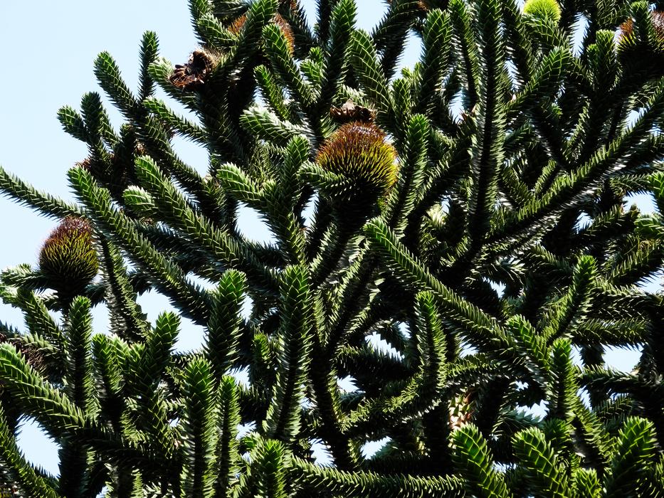 Monkey Tree Green Seed free image download