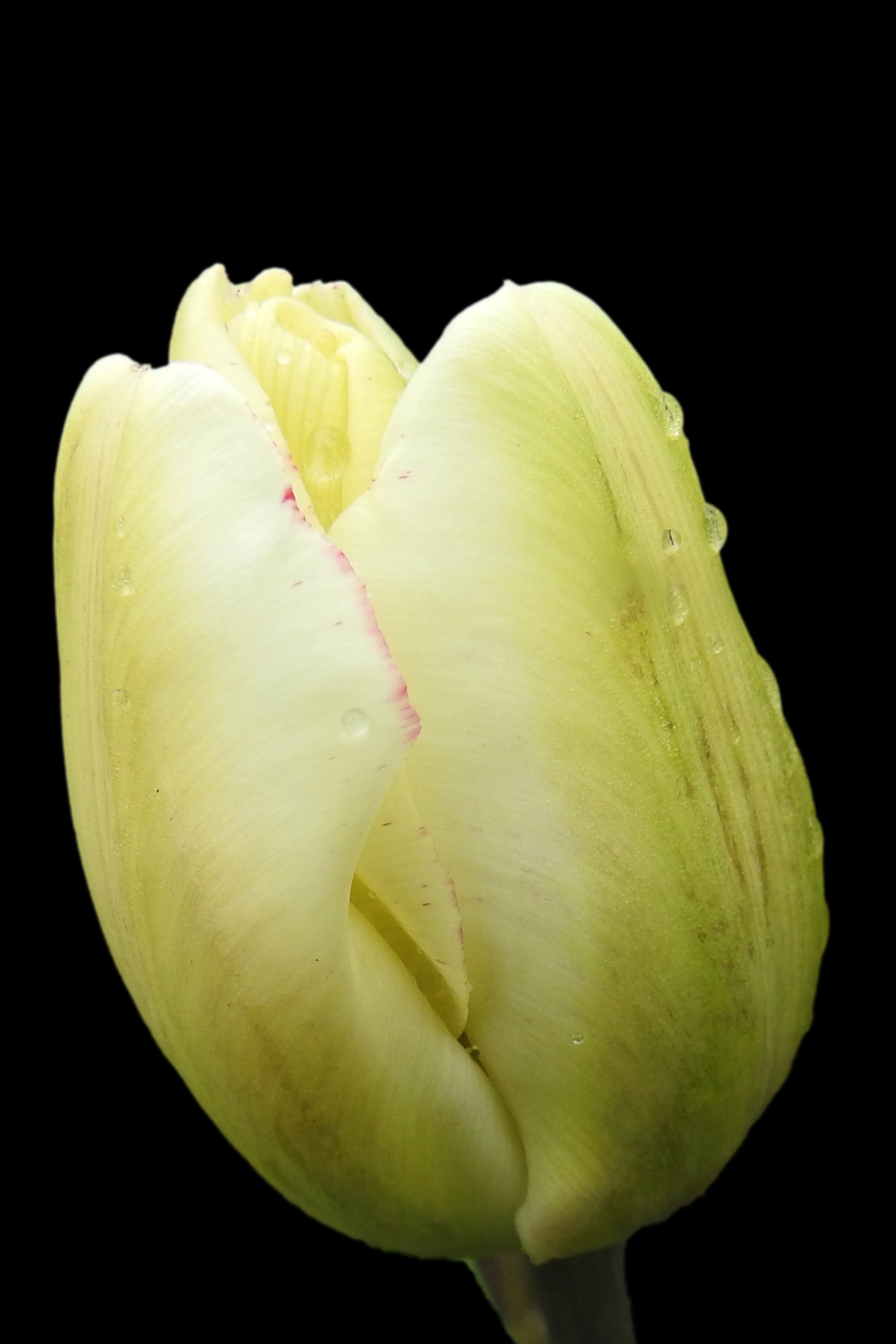 Tulip Blossom Bloom free image download