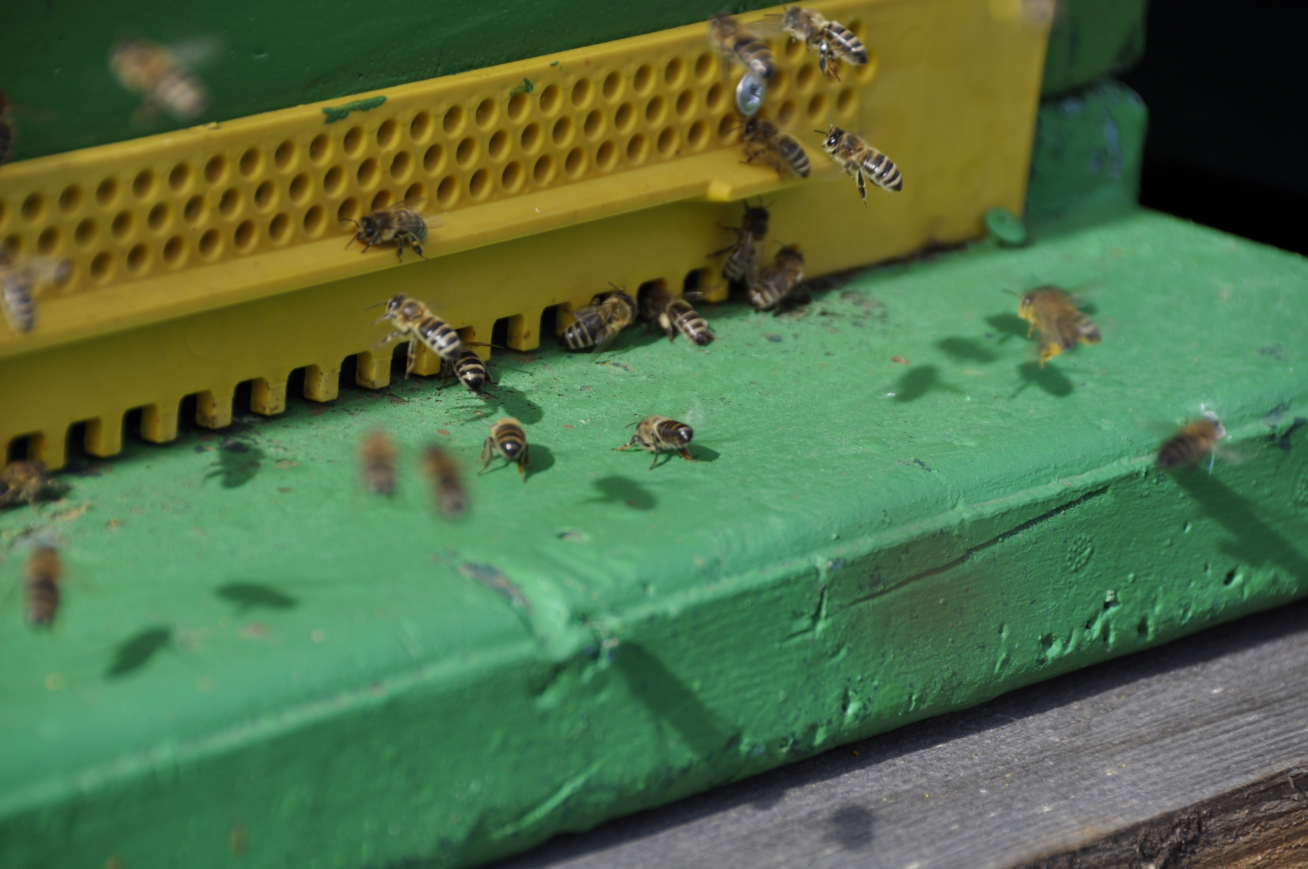 Bees Flight Beehive free image download