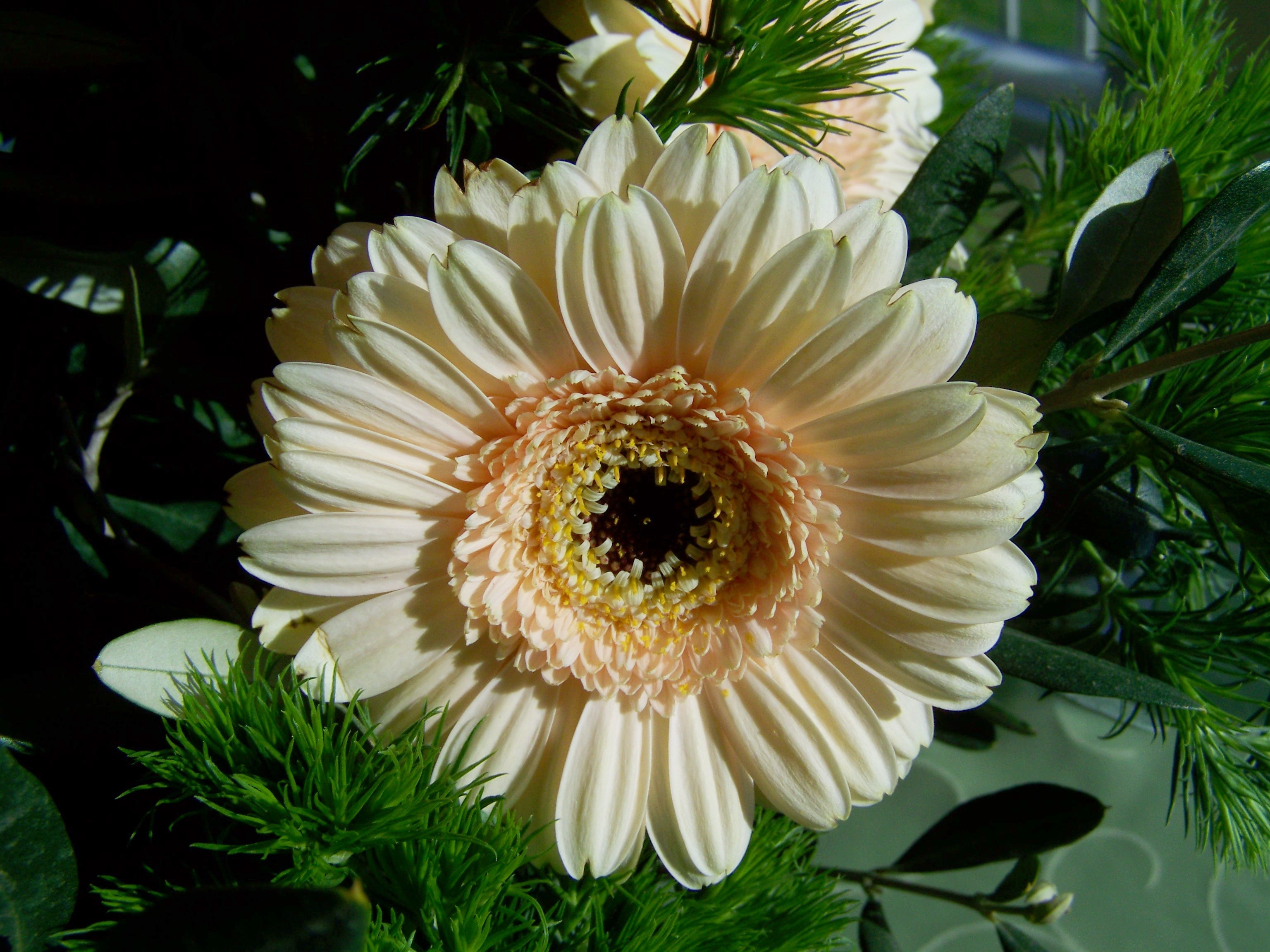Bunch Of Flowers Gerbera Cut free image download