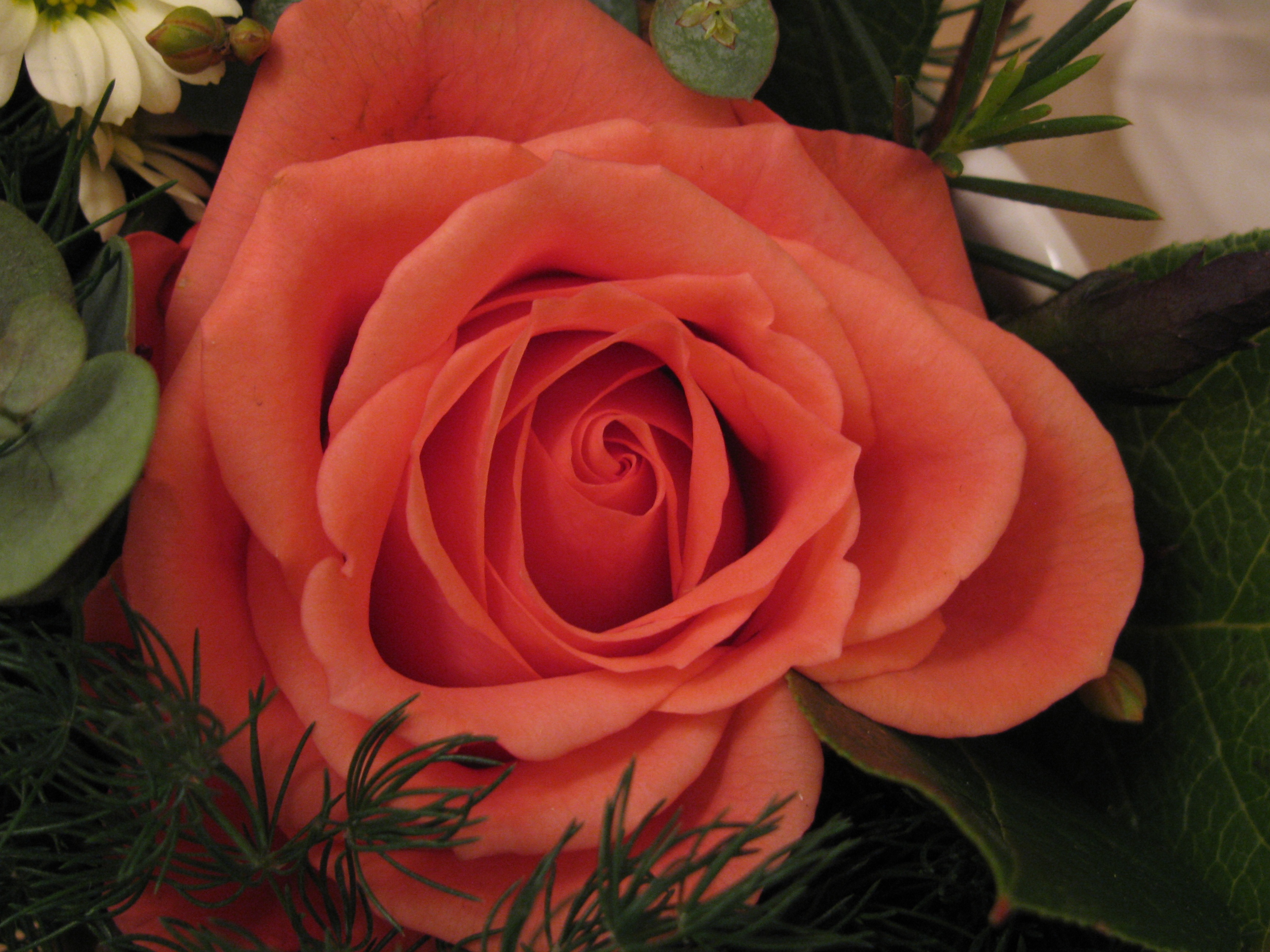 Rose Peach-Colored Flower Pat On free image download