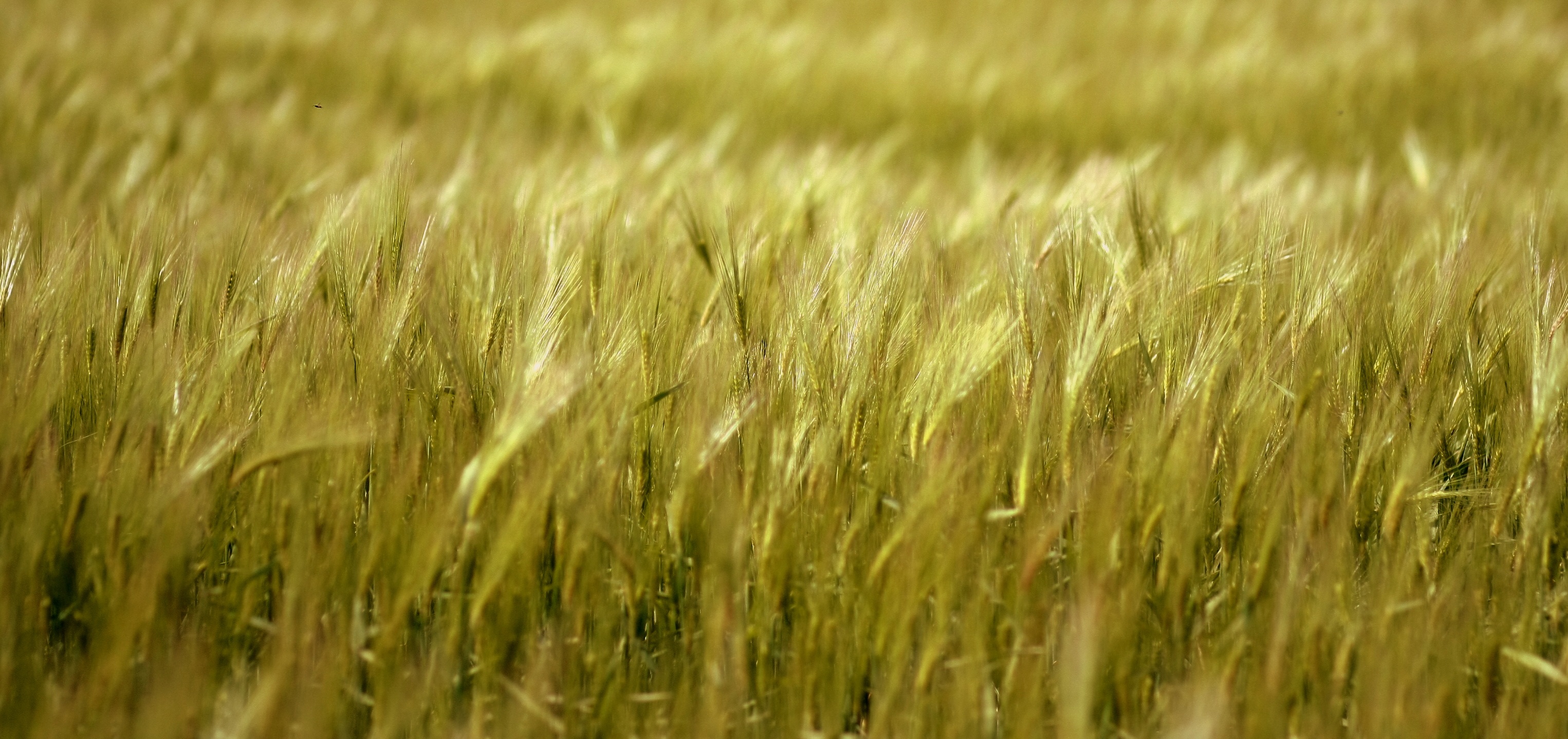 Barley Grain free image download