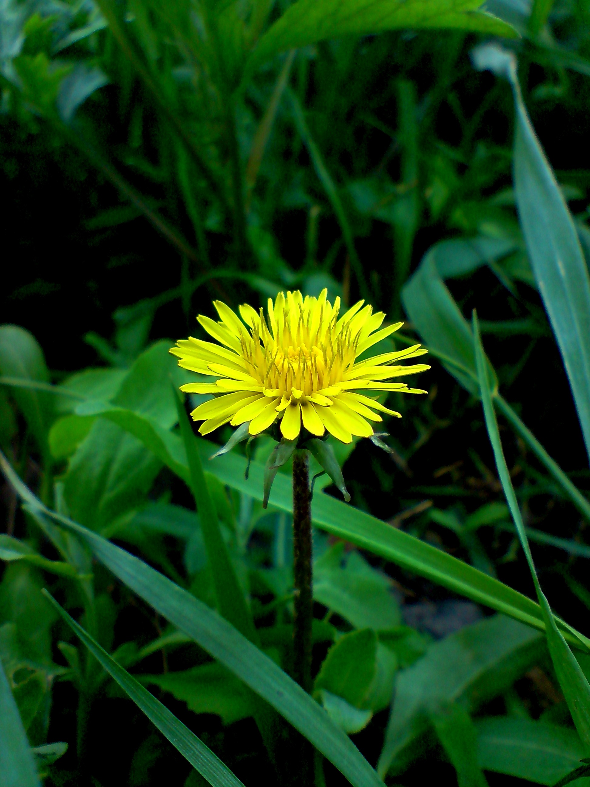 Green Dandelion Spring free image download