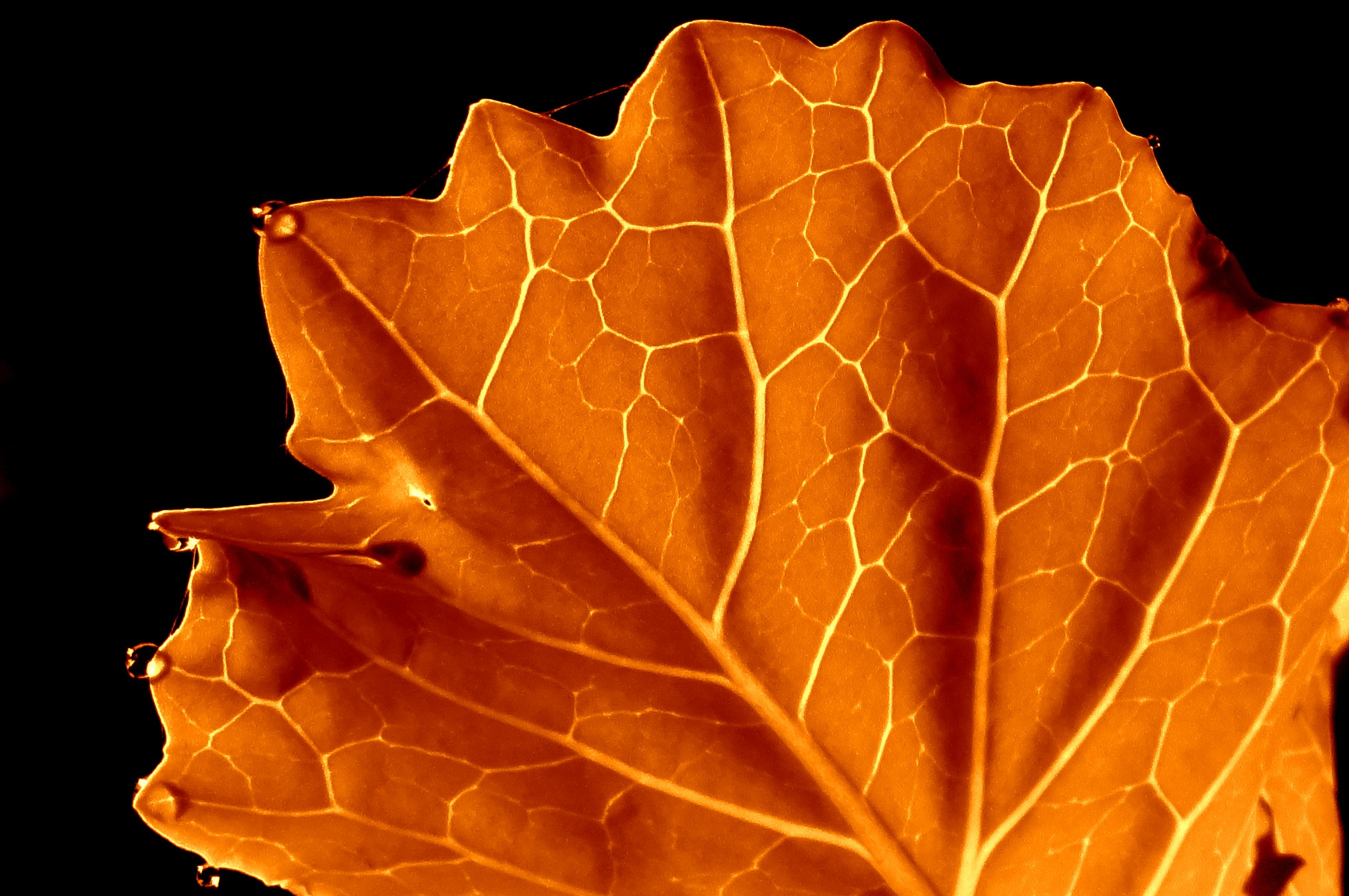 Leaf Orange free image download