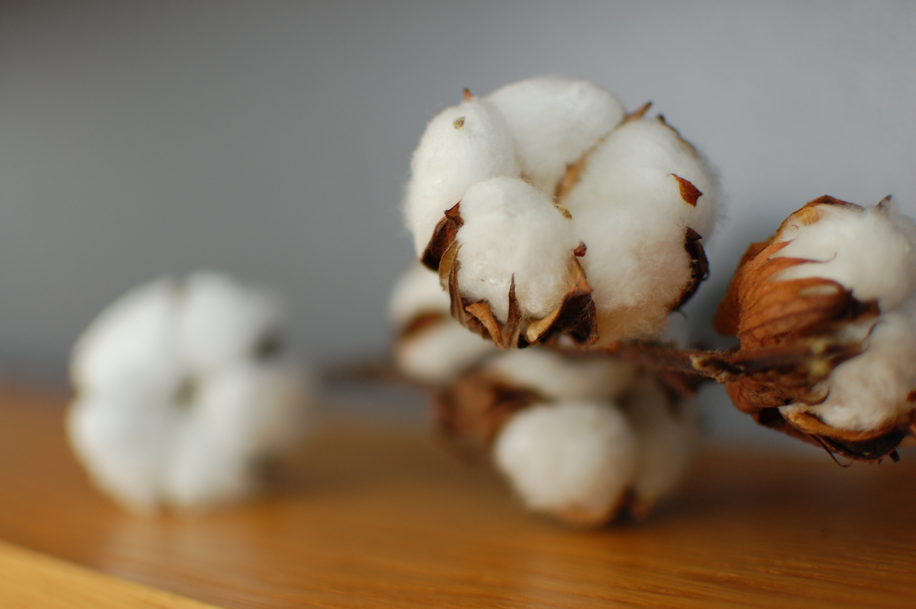 Cotton Close Up free image download