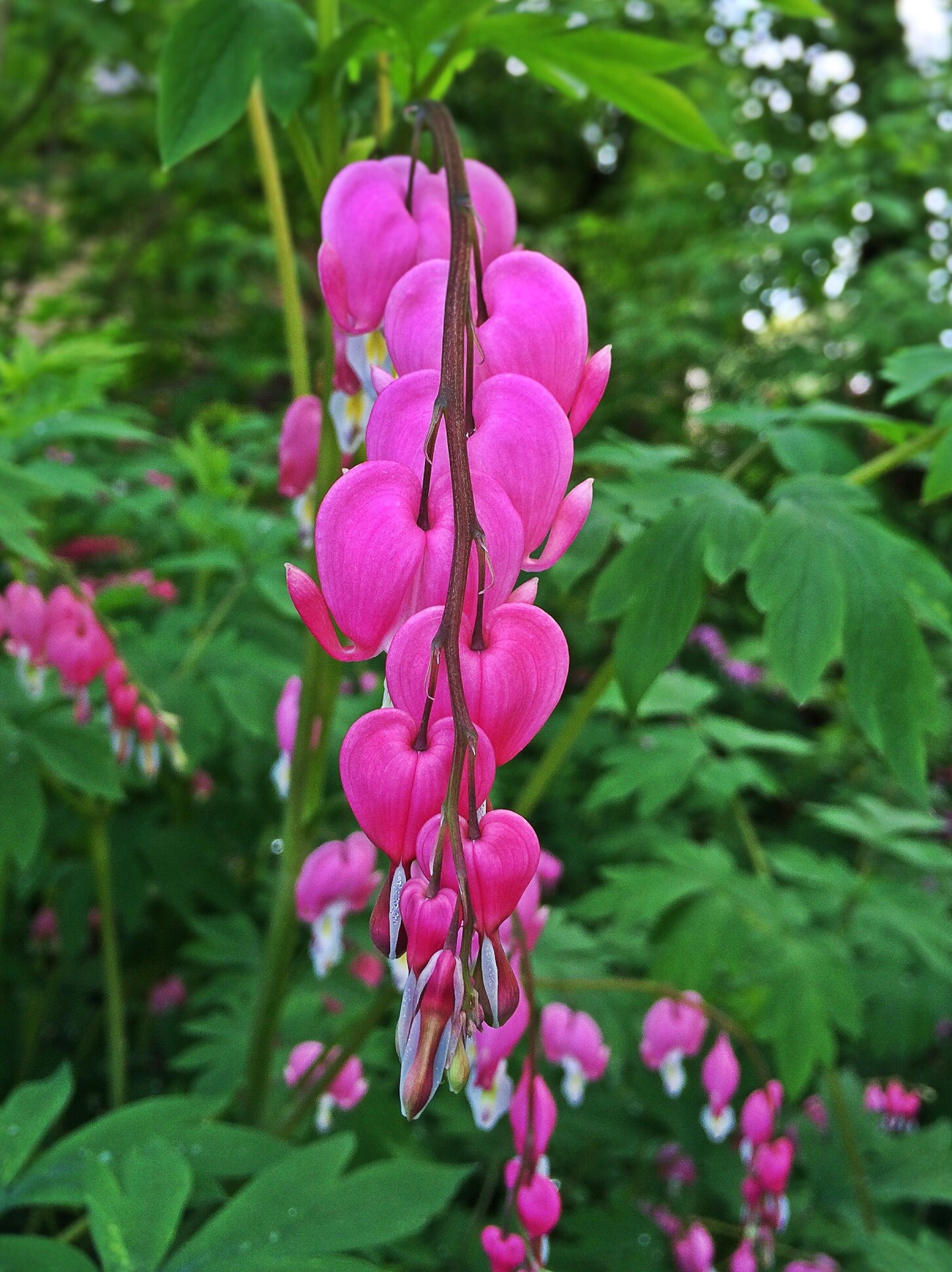 Bleeding-Hearts Flowers Spring free image download