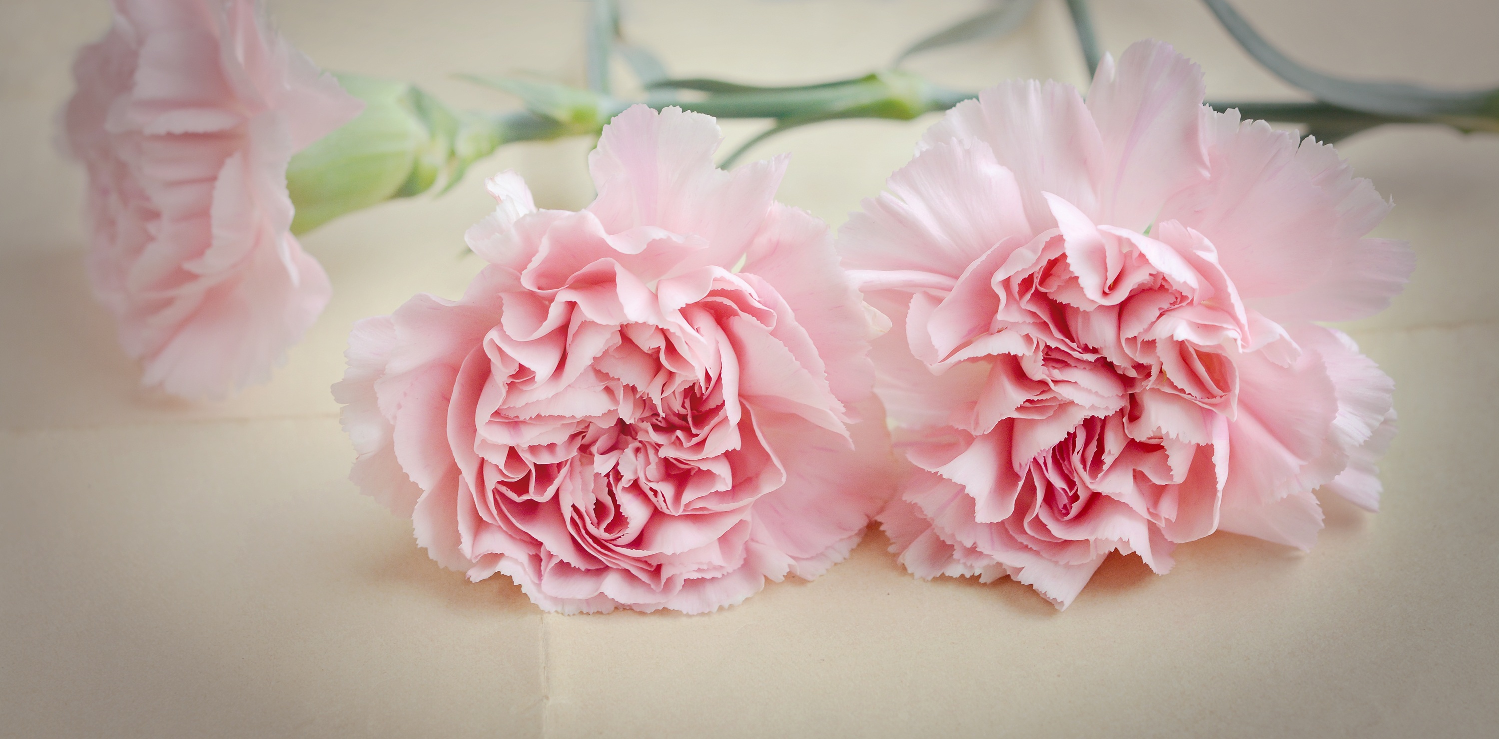 Cloves Flowers Pink free image download