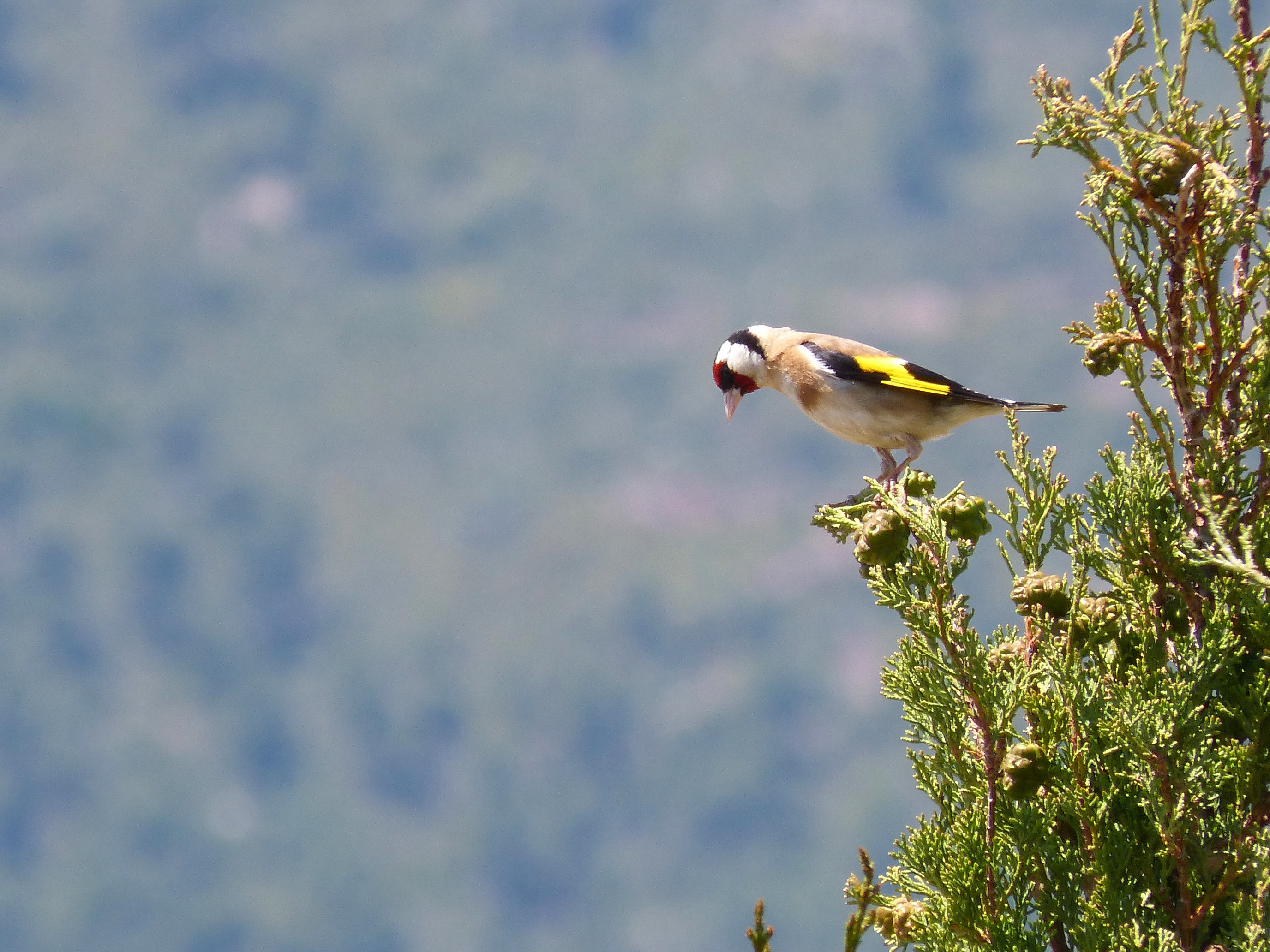 Goldfinch Singing Trill free image download