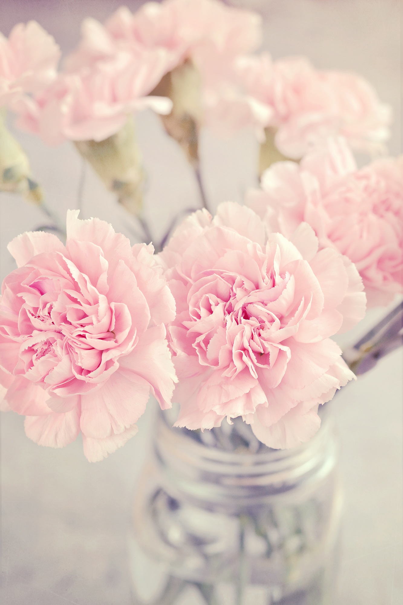 Cloves Flowers Pink free image download