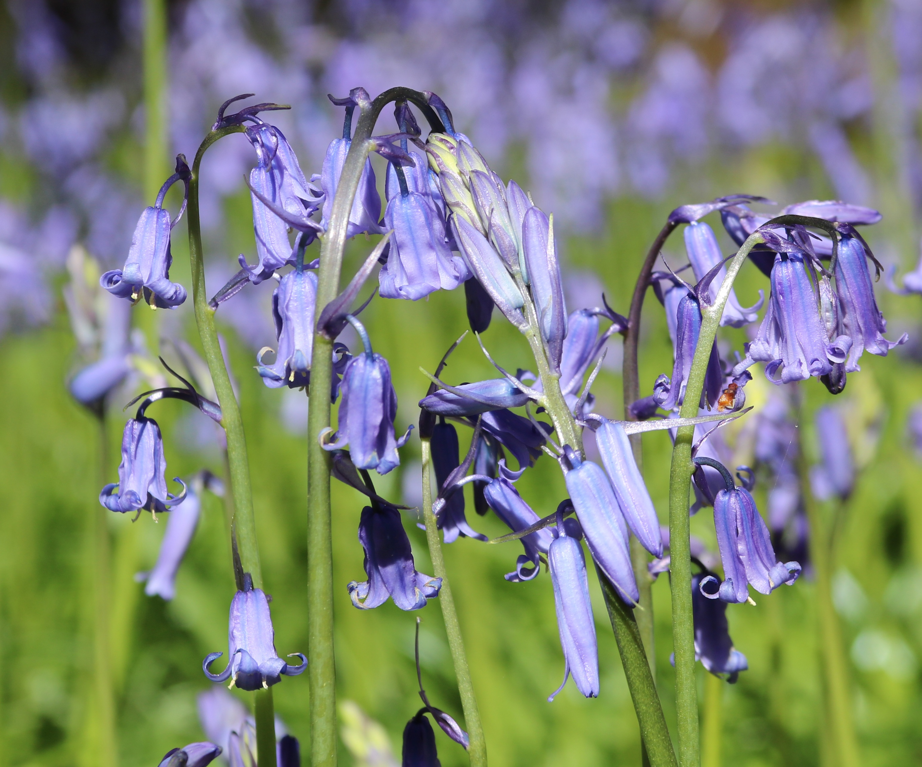 Garden wildflowers in spring free image download