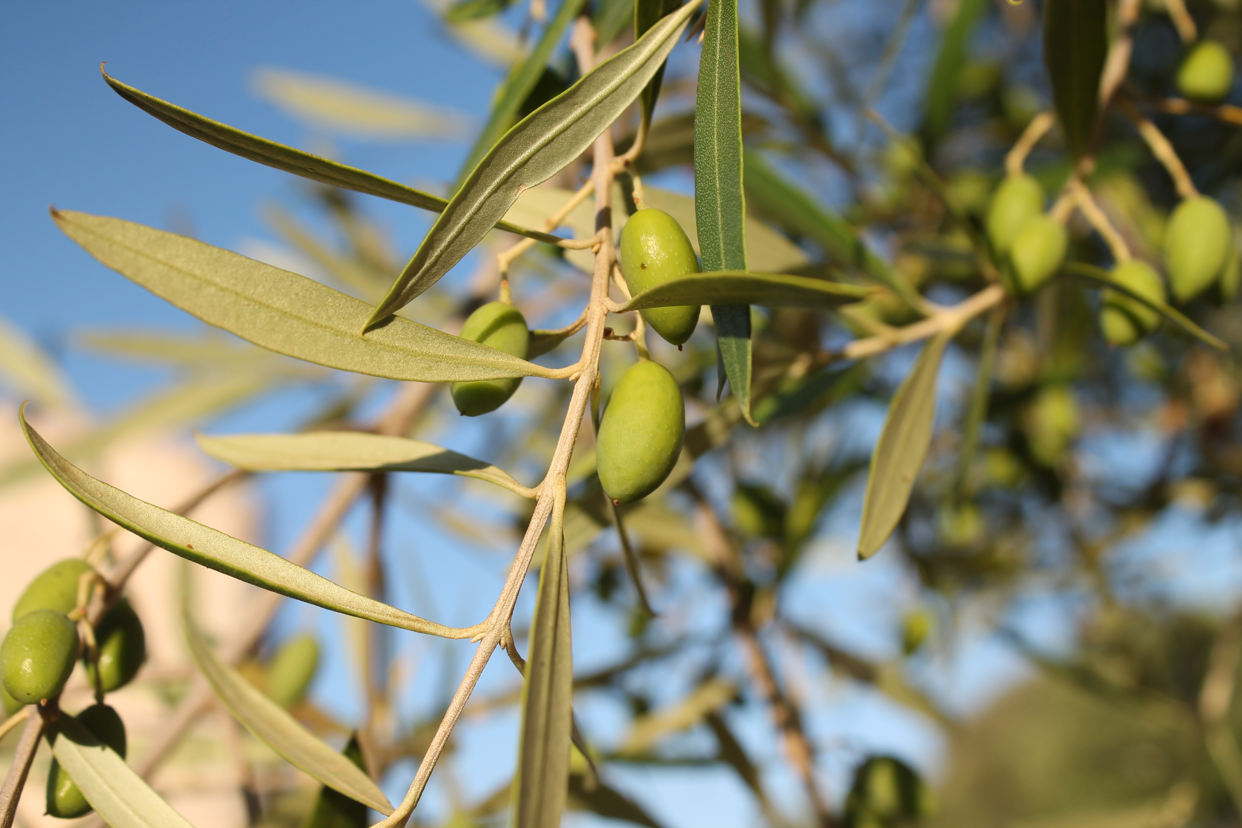 Mediterranean Olive Tree closeup view free image download