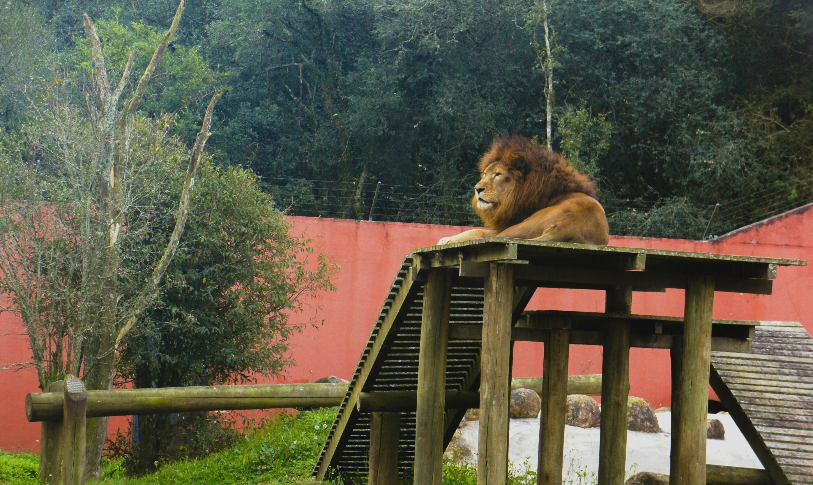 Lion Curitiba free image download
