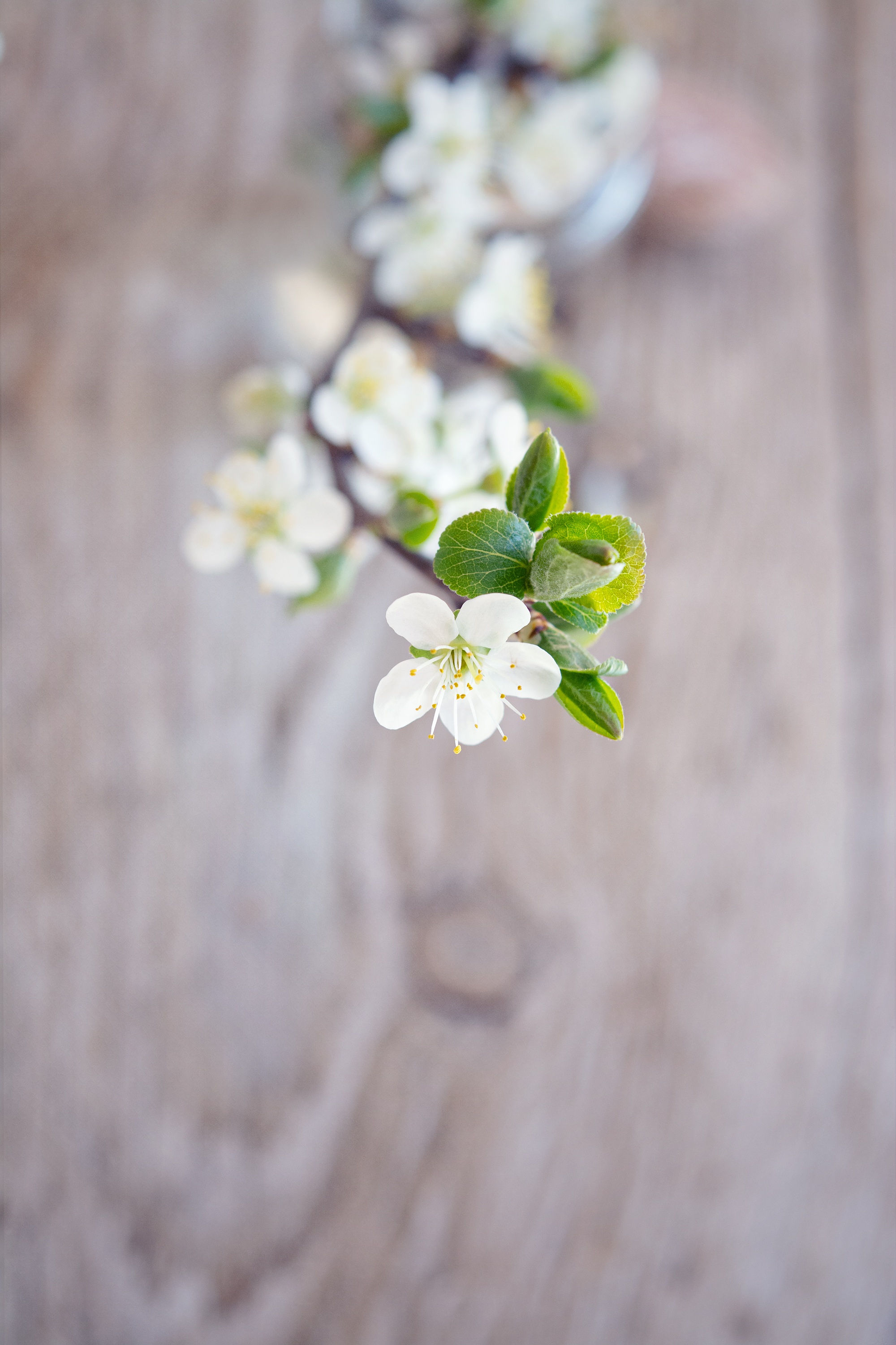 Flowers White Flowering Twig free image download