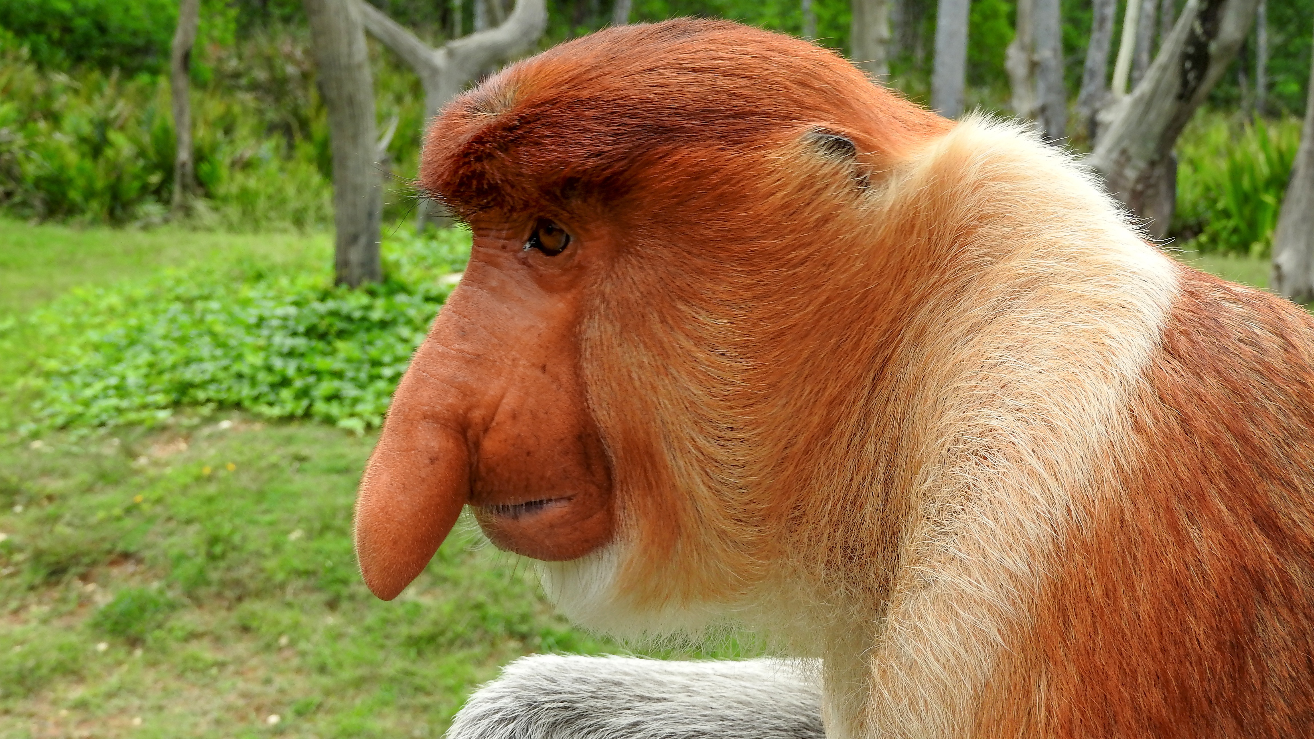 Borneo Sepilok Proboscis free image download