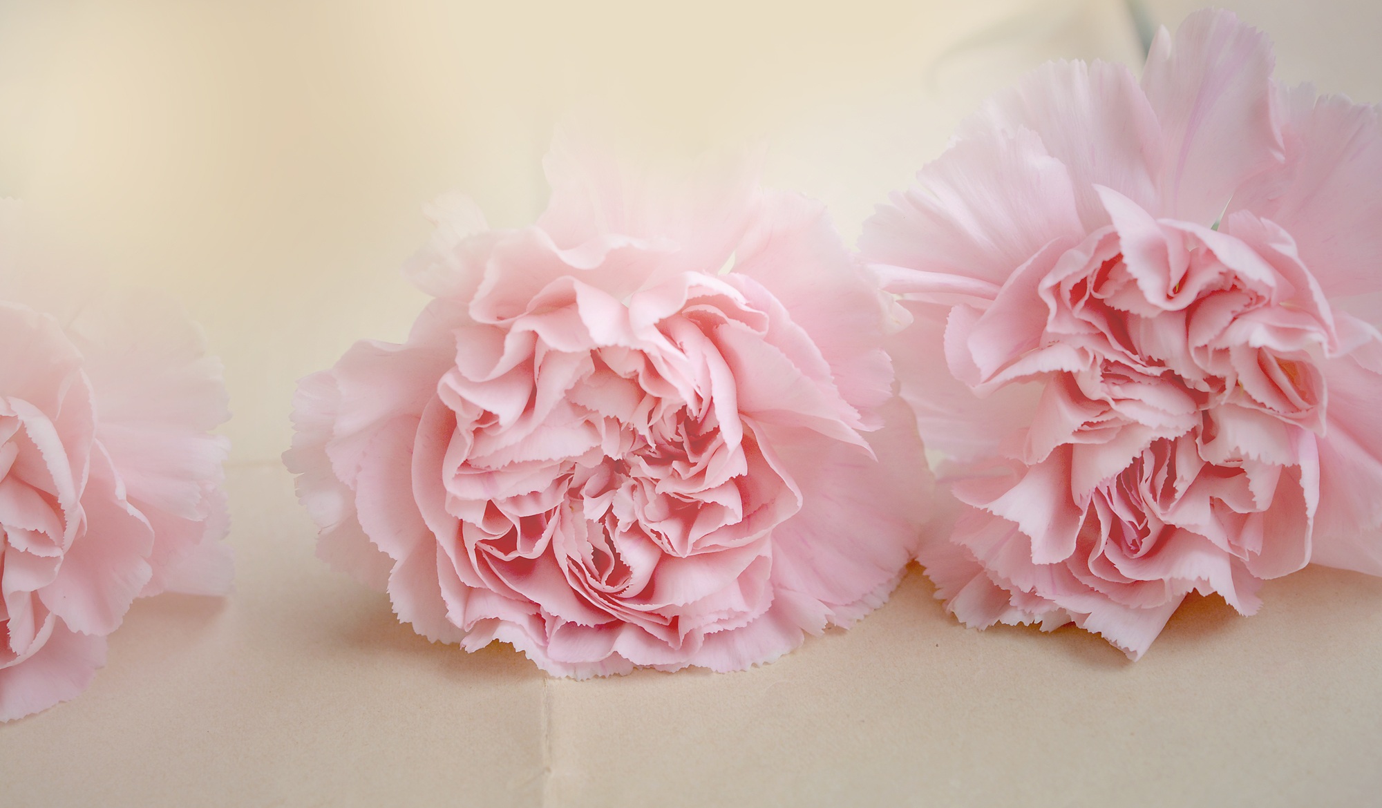 Cloves Flowers Pink free image download