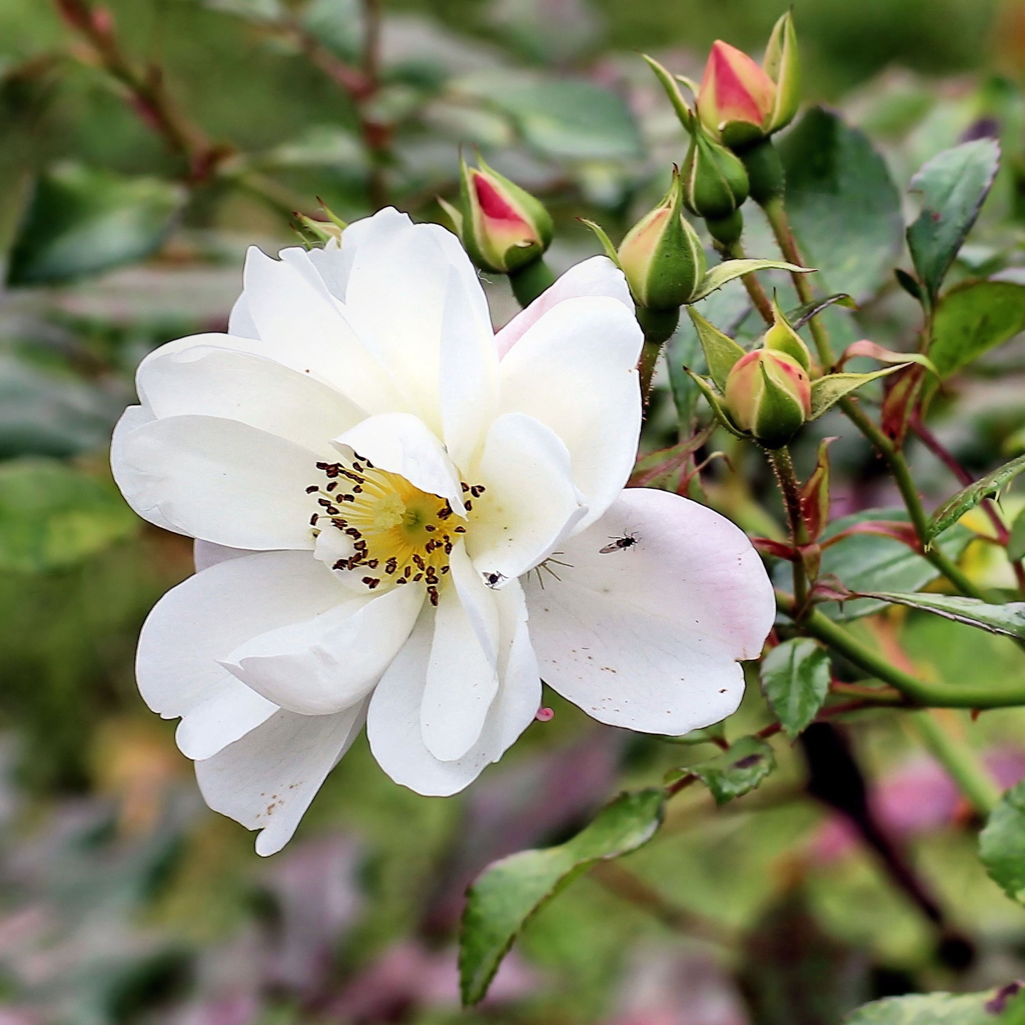 Bush Rose Bud free image download