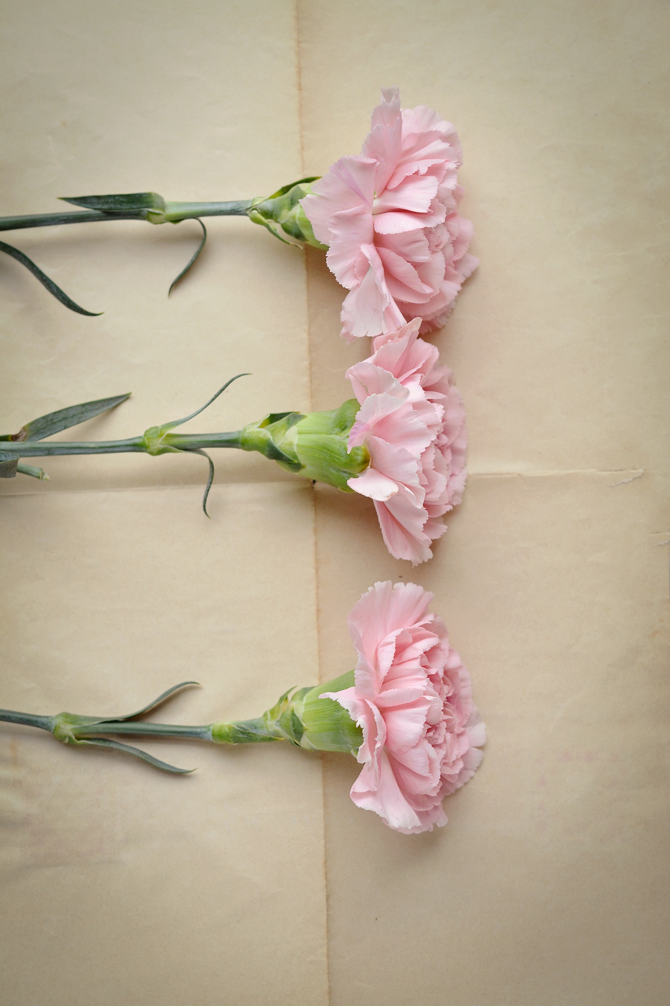 Cloves Pink Carnation free image download