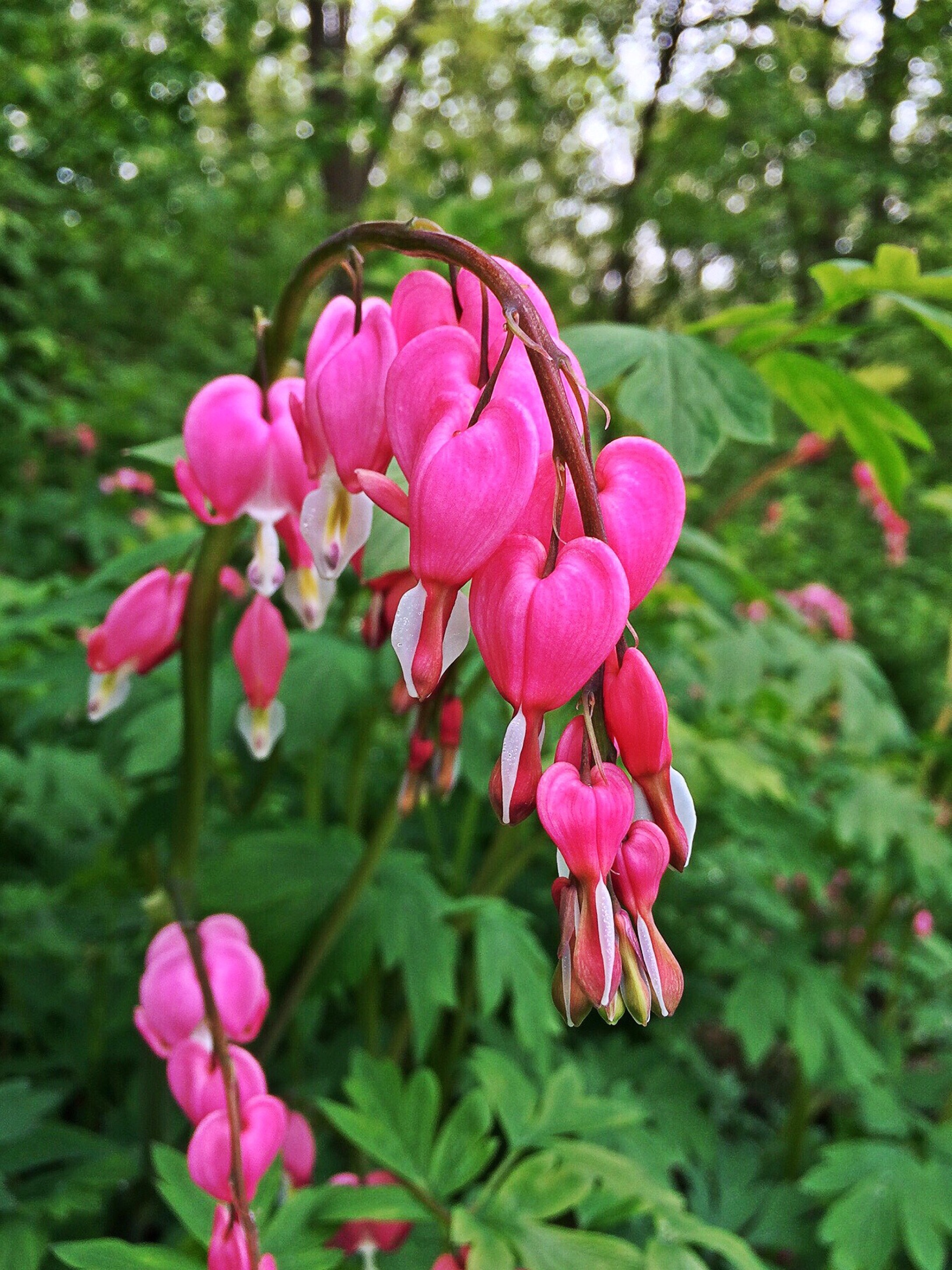 Bleeding-Hearts Flowers Spring free image download