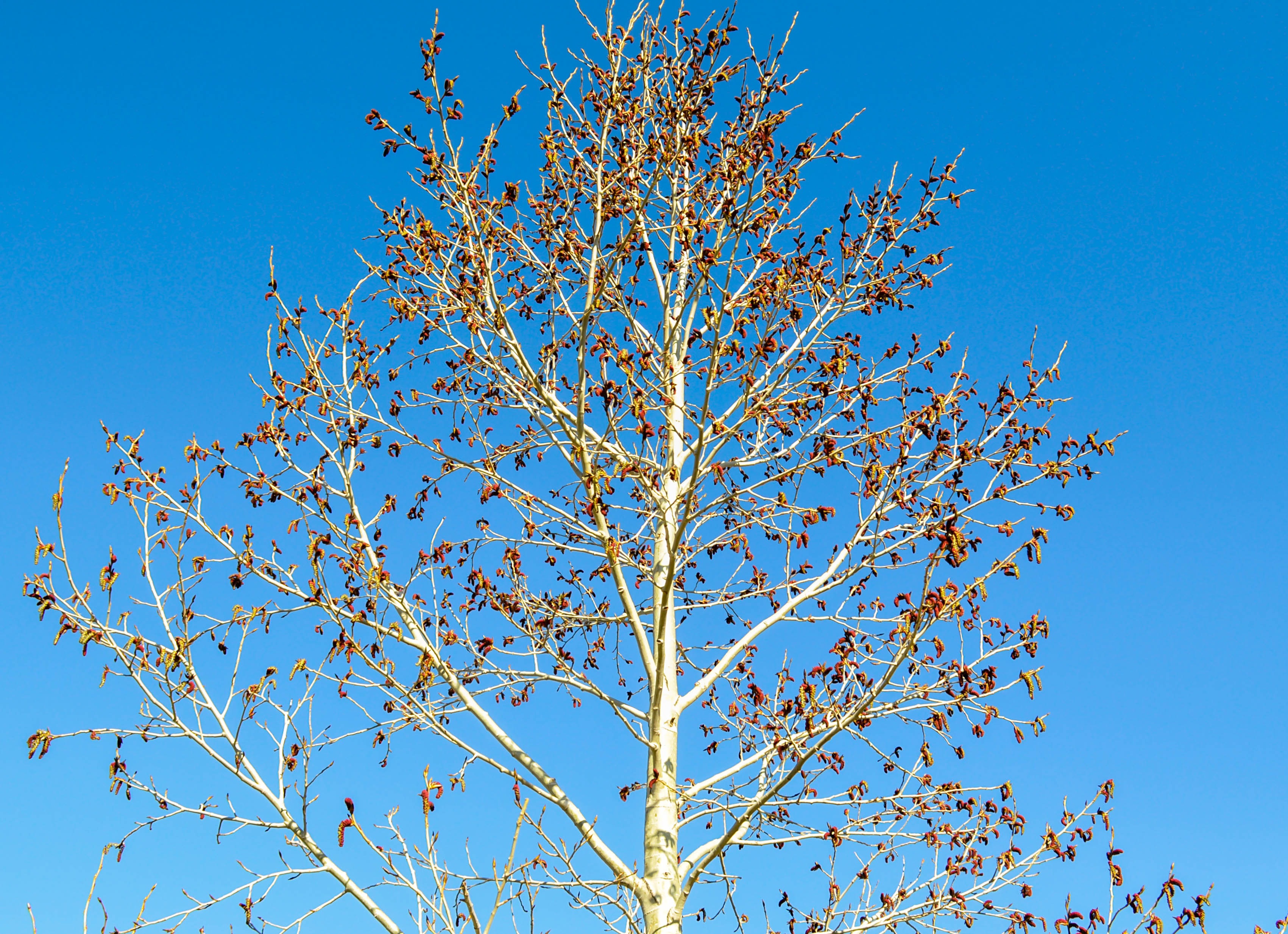 Long autumn birch against the sky free image download