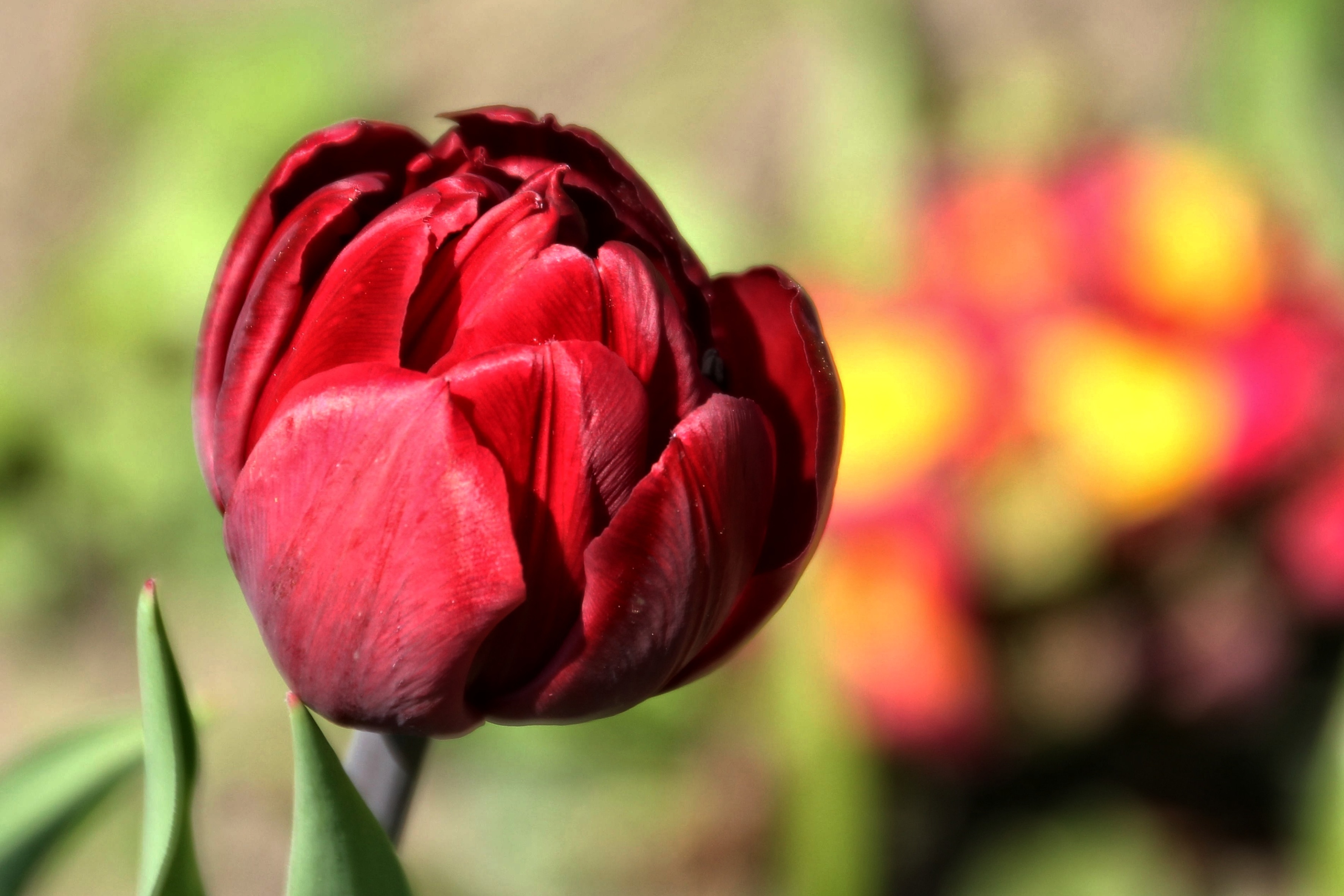 Tulip Red Spring Close free image download