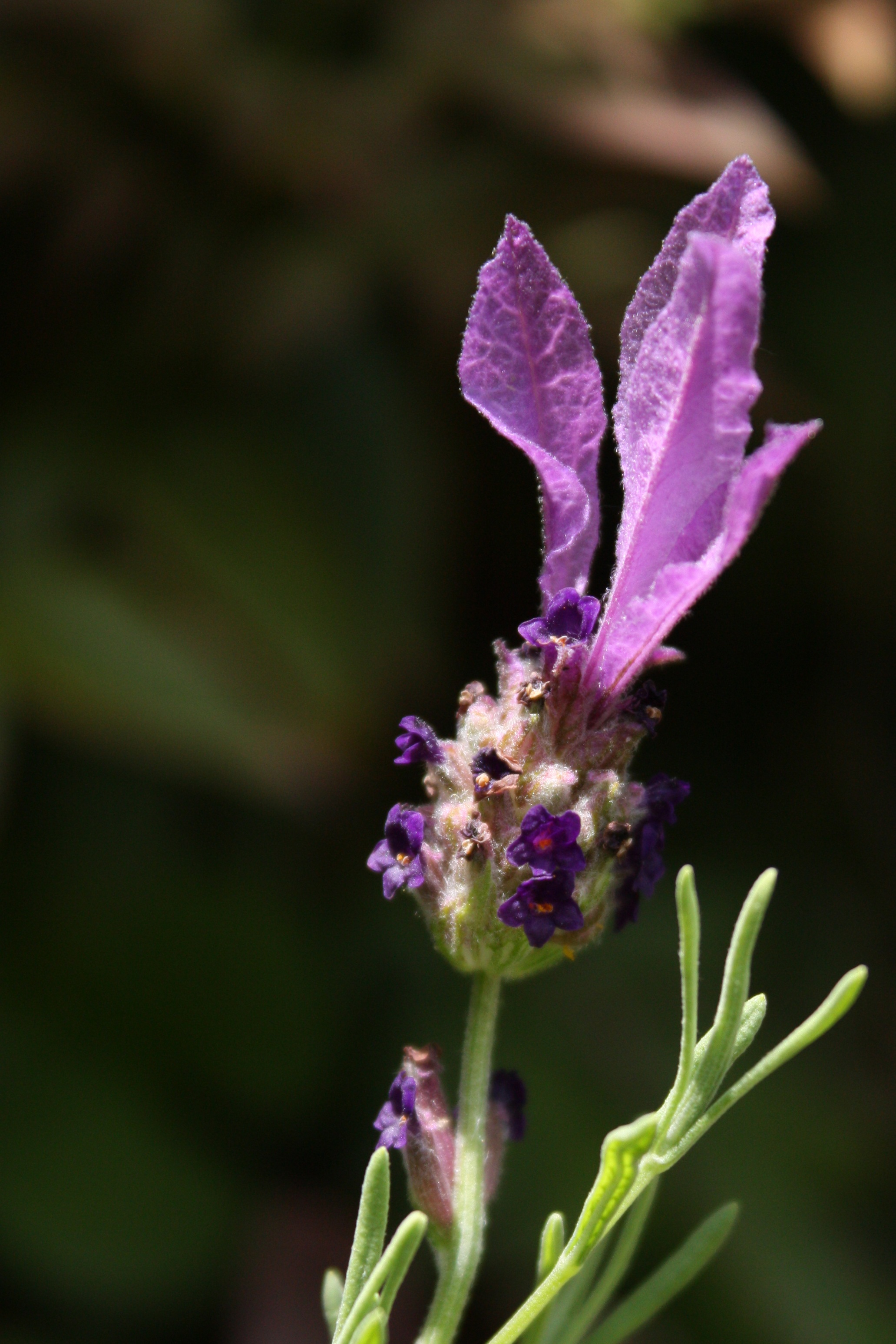 Lavender Purple Flower free image download