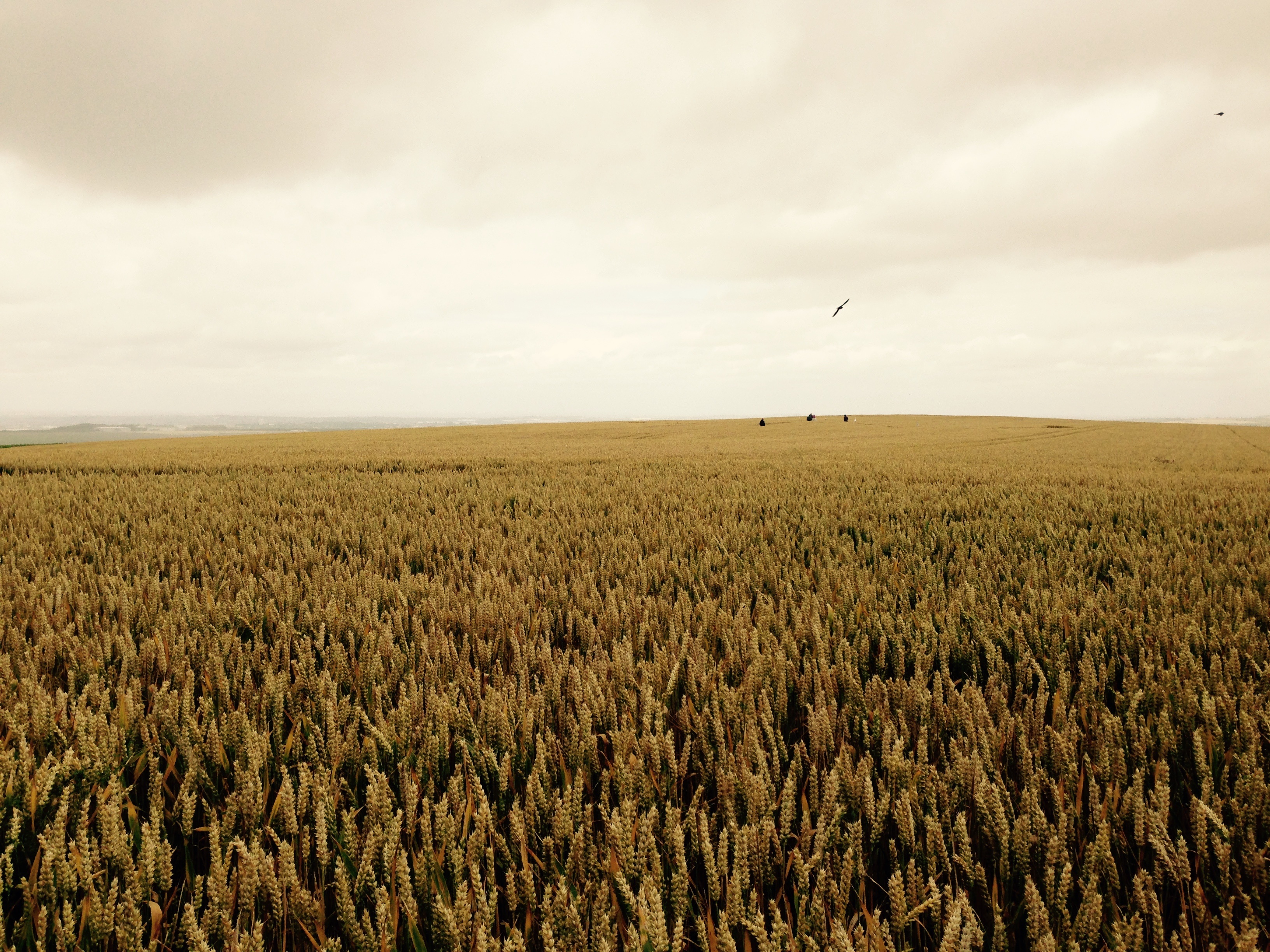 Agriculture Crops English countryside British farming free image download
