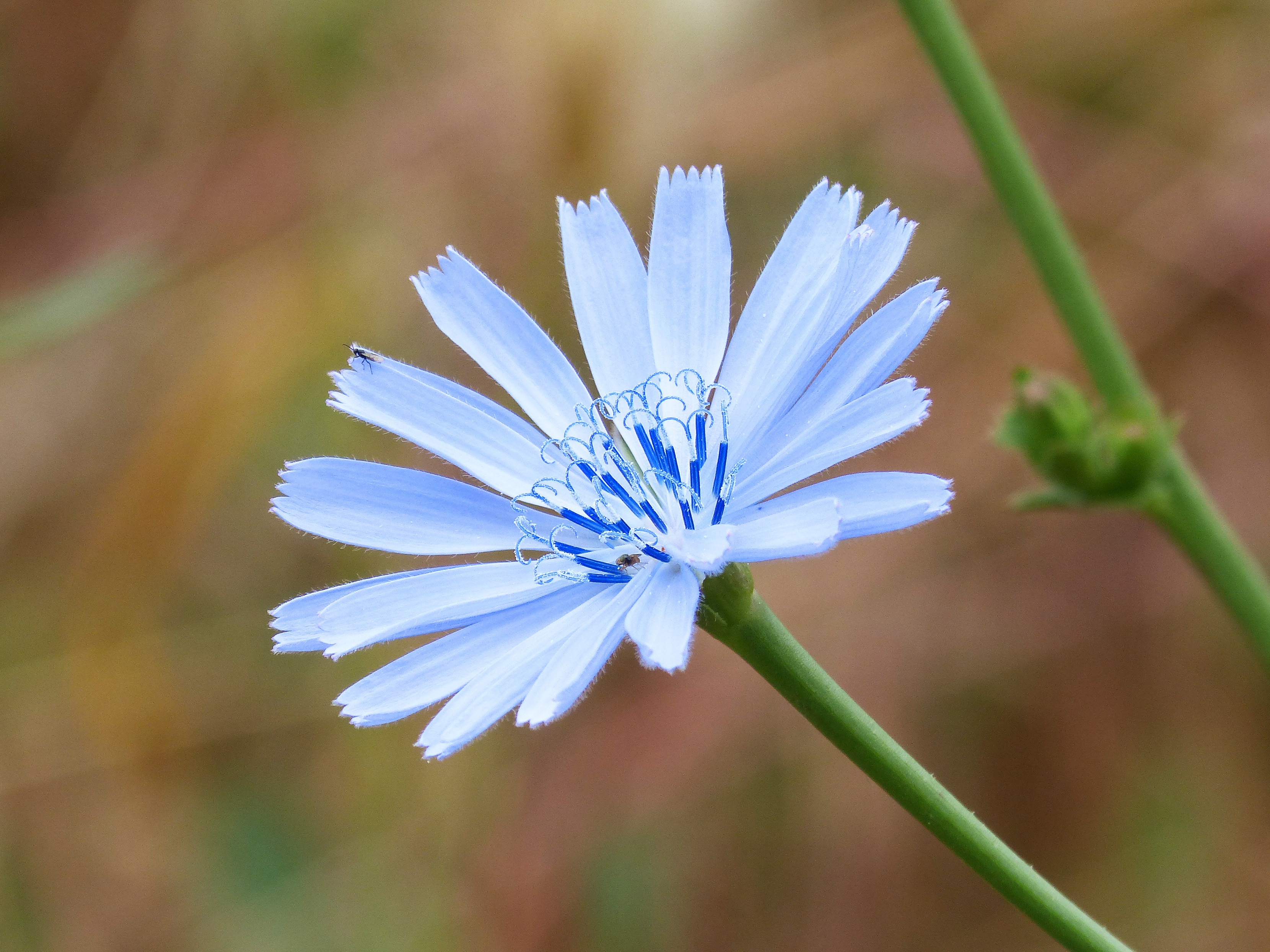 Wild Flower Blue free image download
