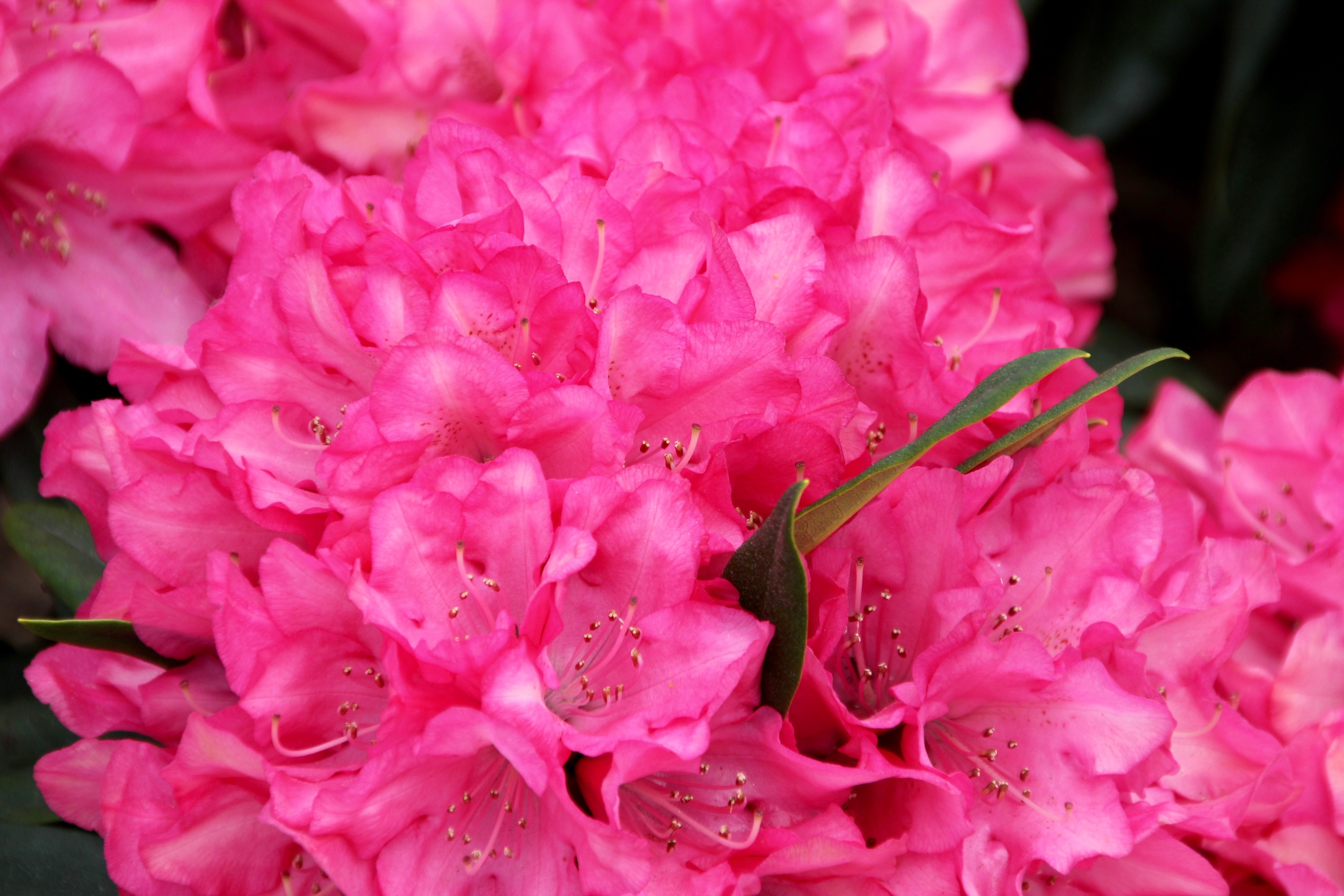 Peony Bush State Garden Show Shrub free image download
