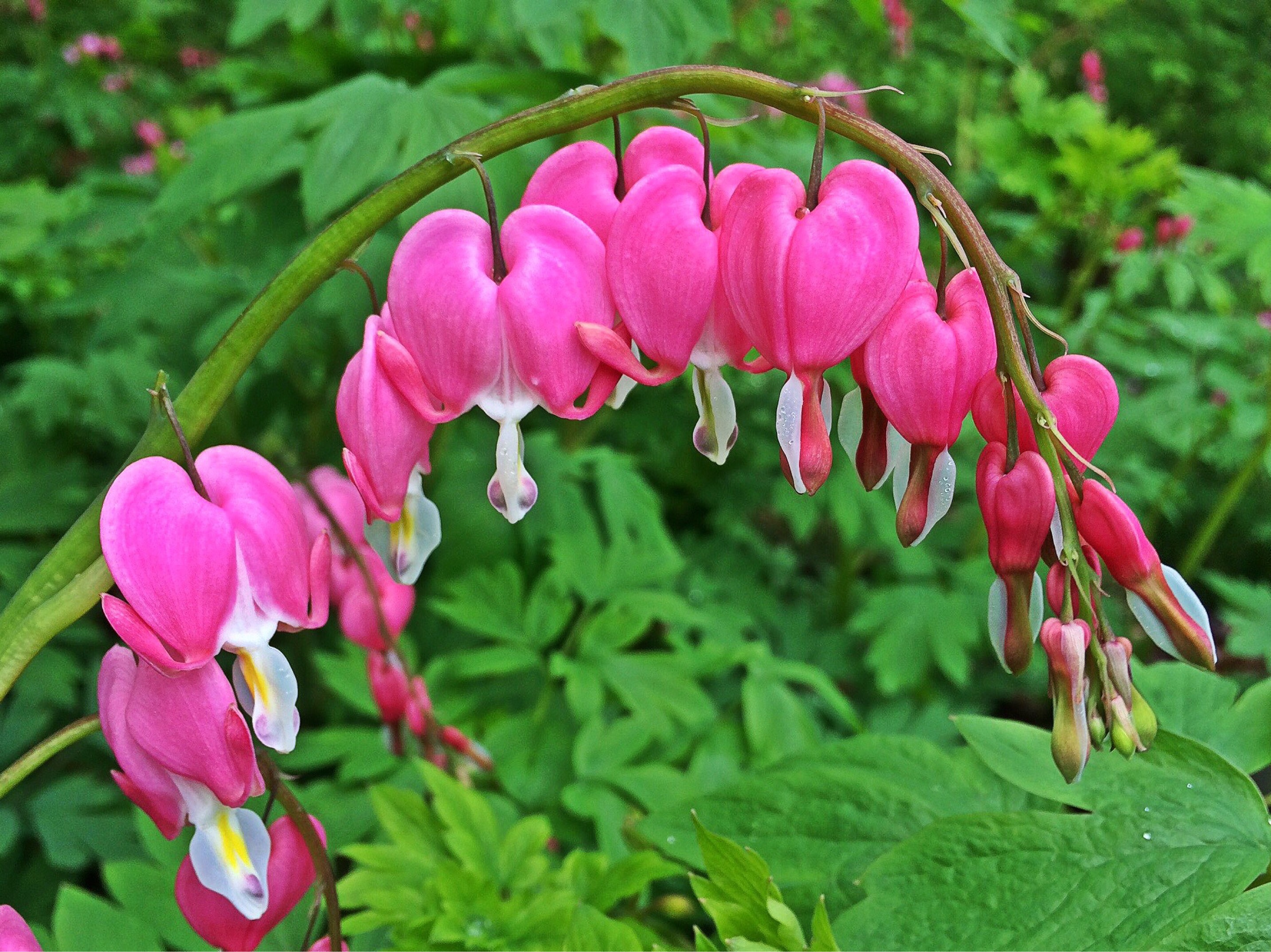 Bleeding-Hearts Flowers Spring free image download