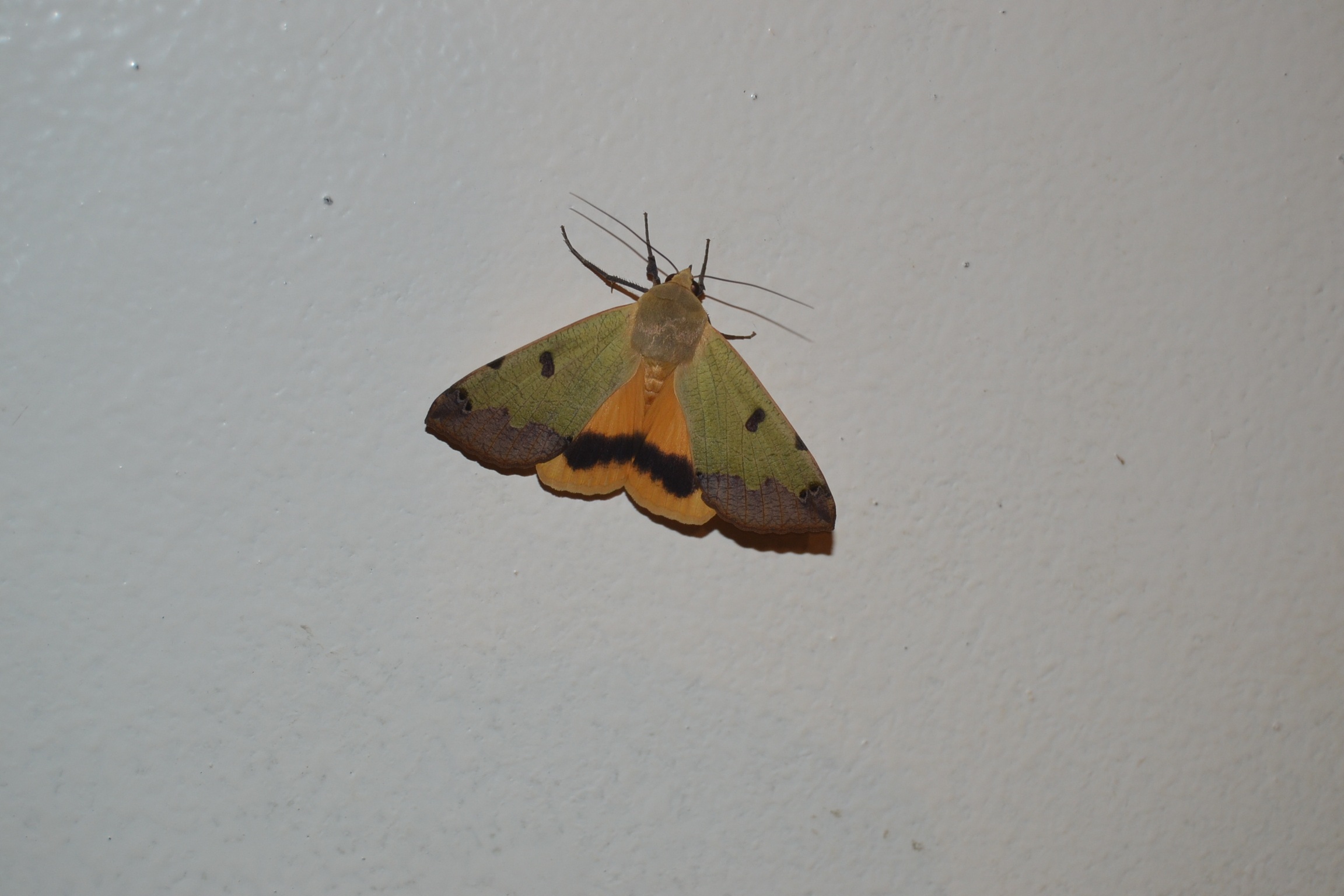 Butterfly Night Yellow free image download