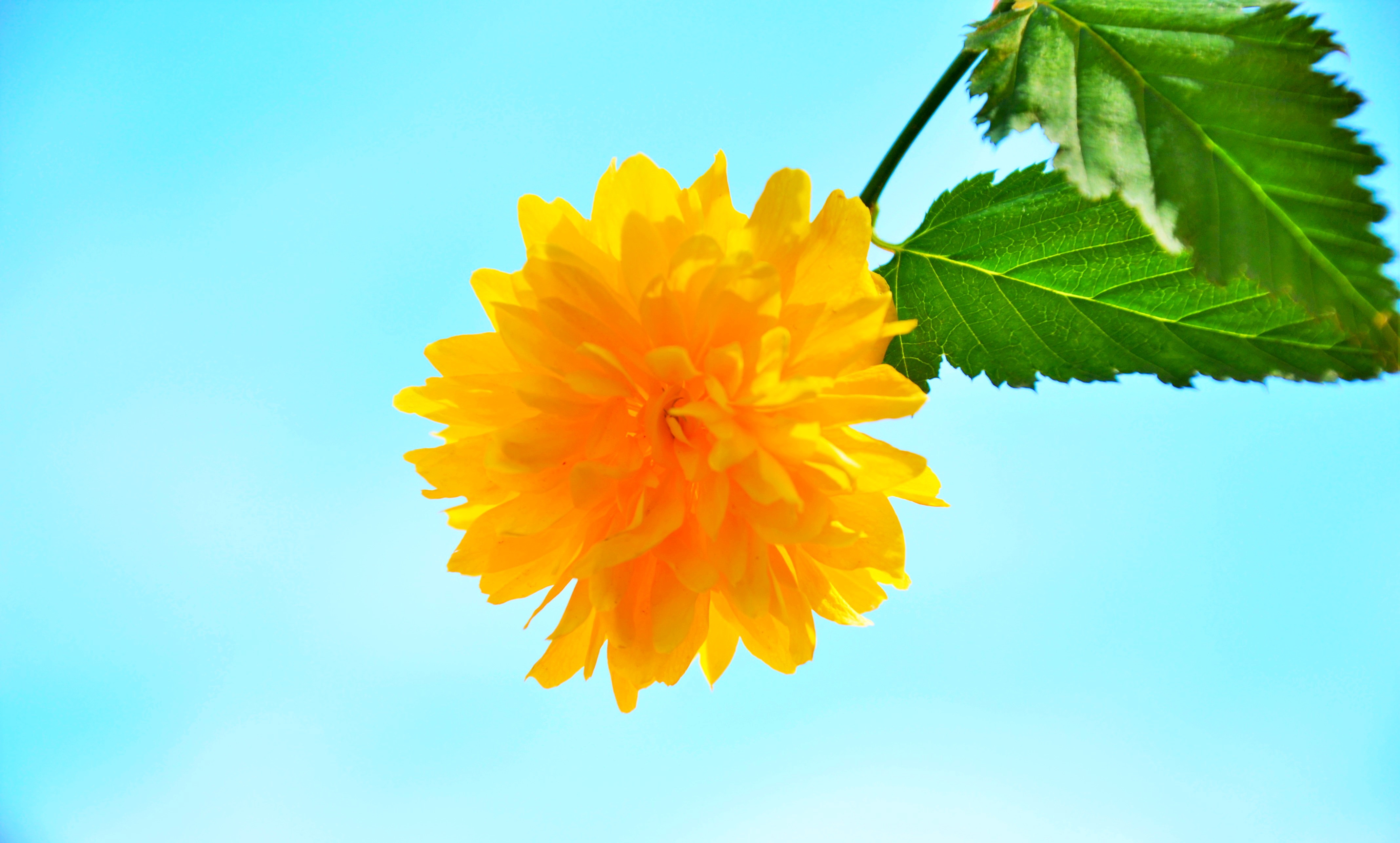 Yellow Flower Spring free image download
