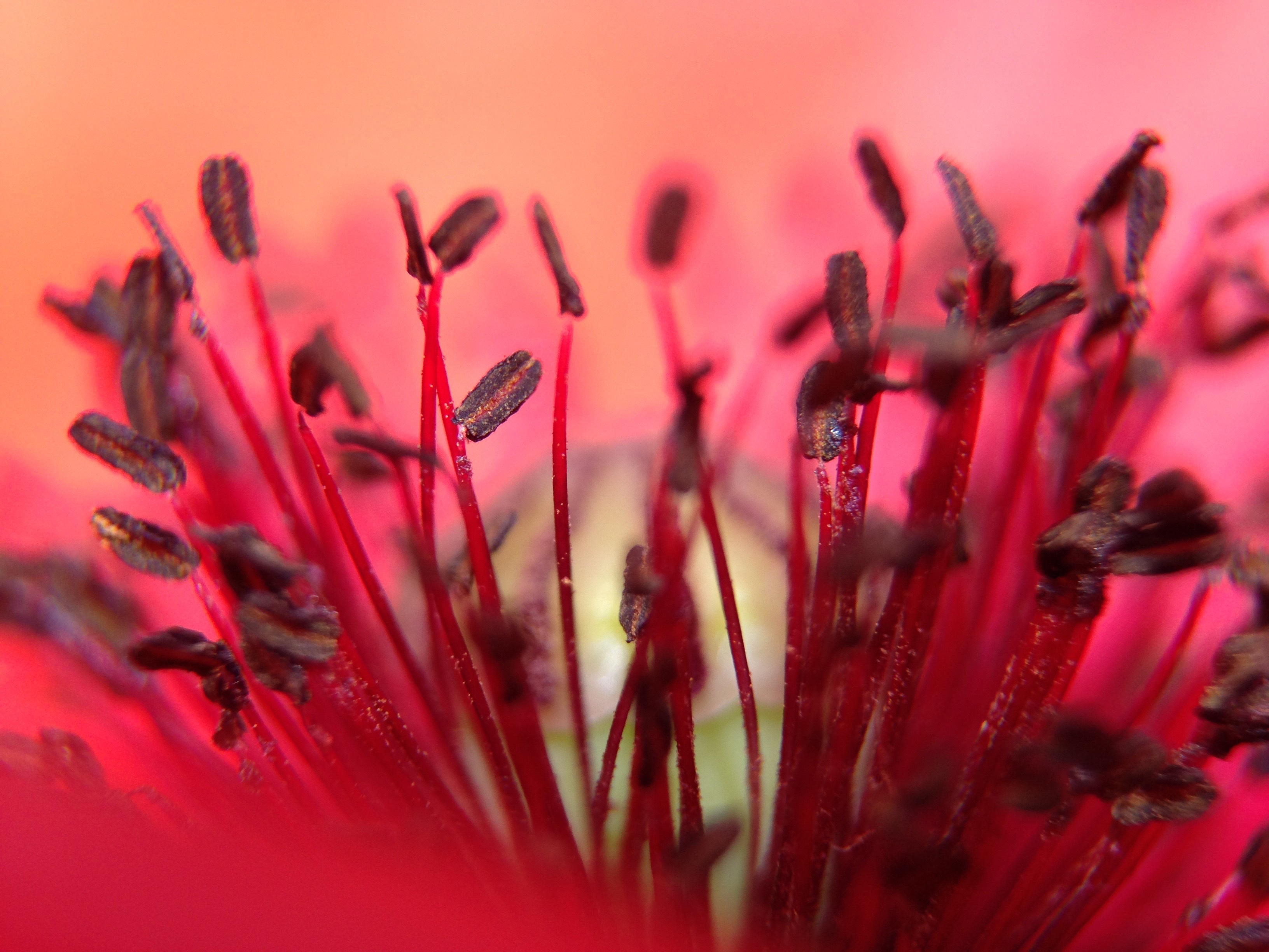 Stamens, red poppy free image download