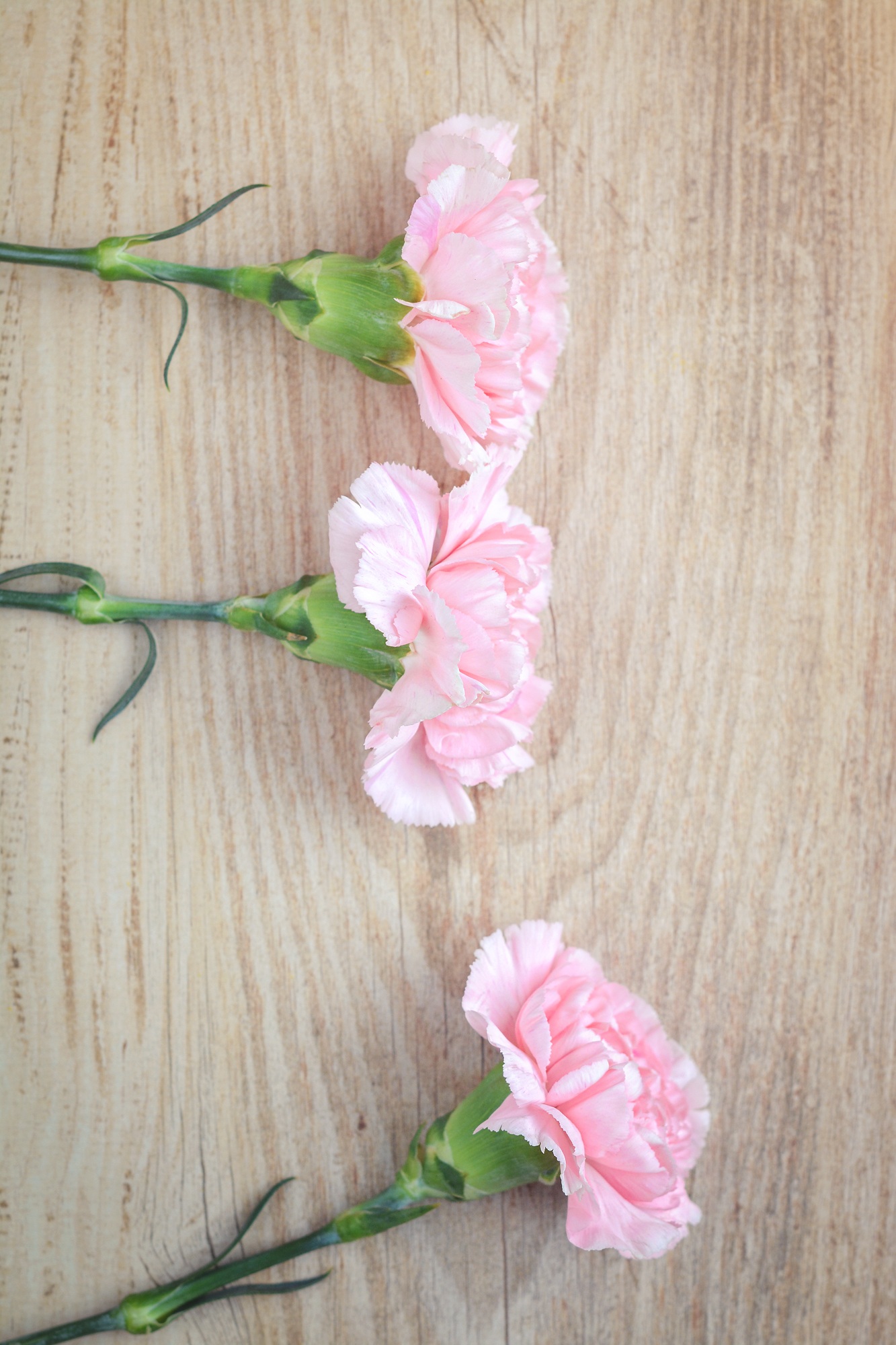 Flowers Cloves Pink Carnation free image download