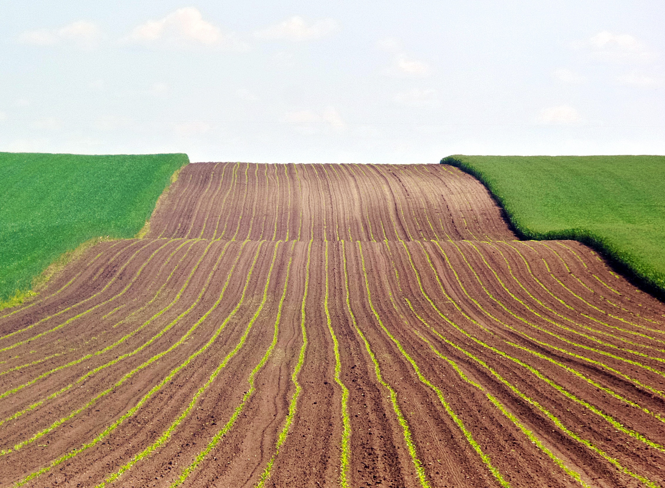 Earth Sowing Wheat free image download