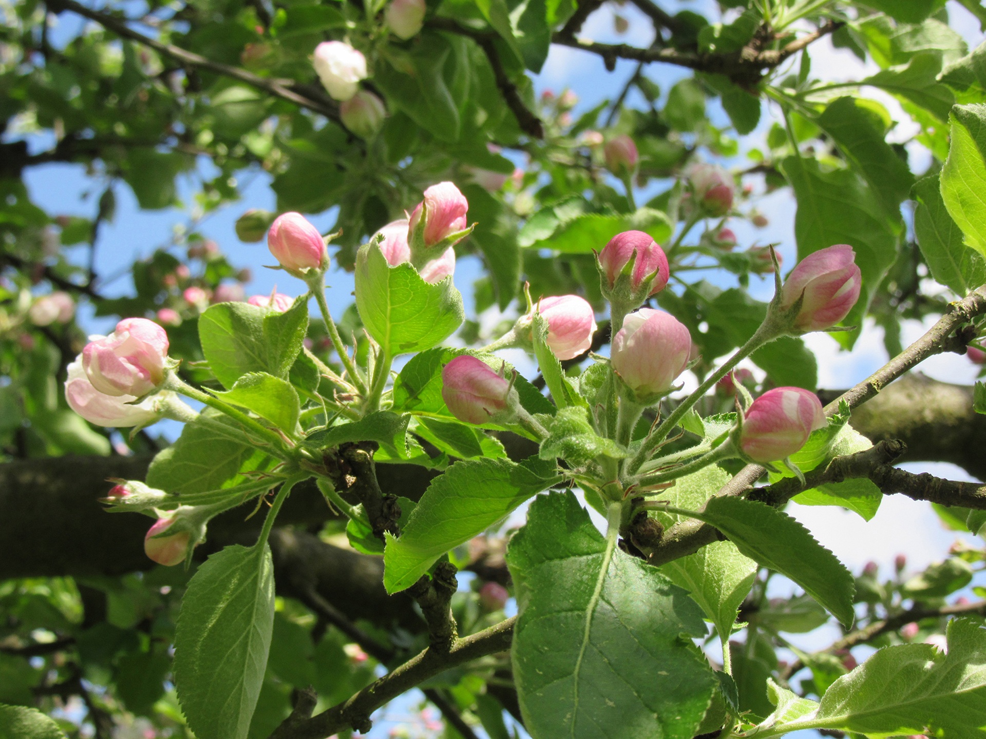 Bud Apple Buds free image download