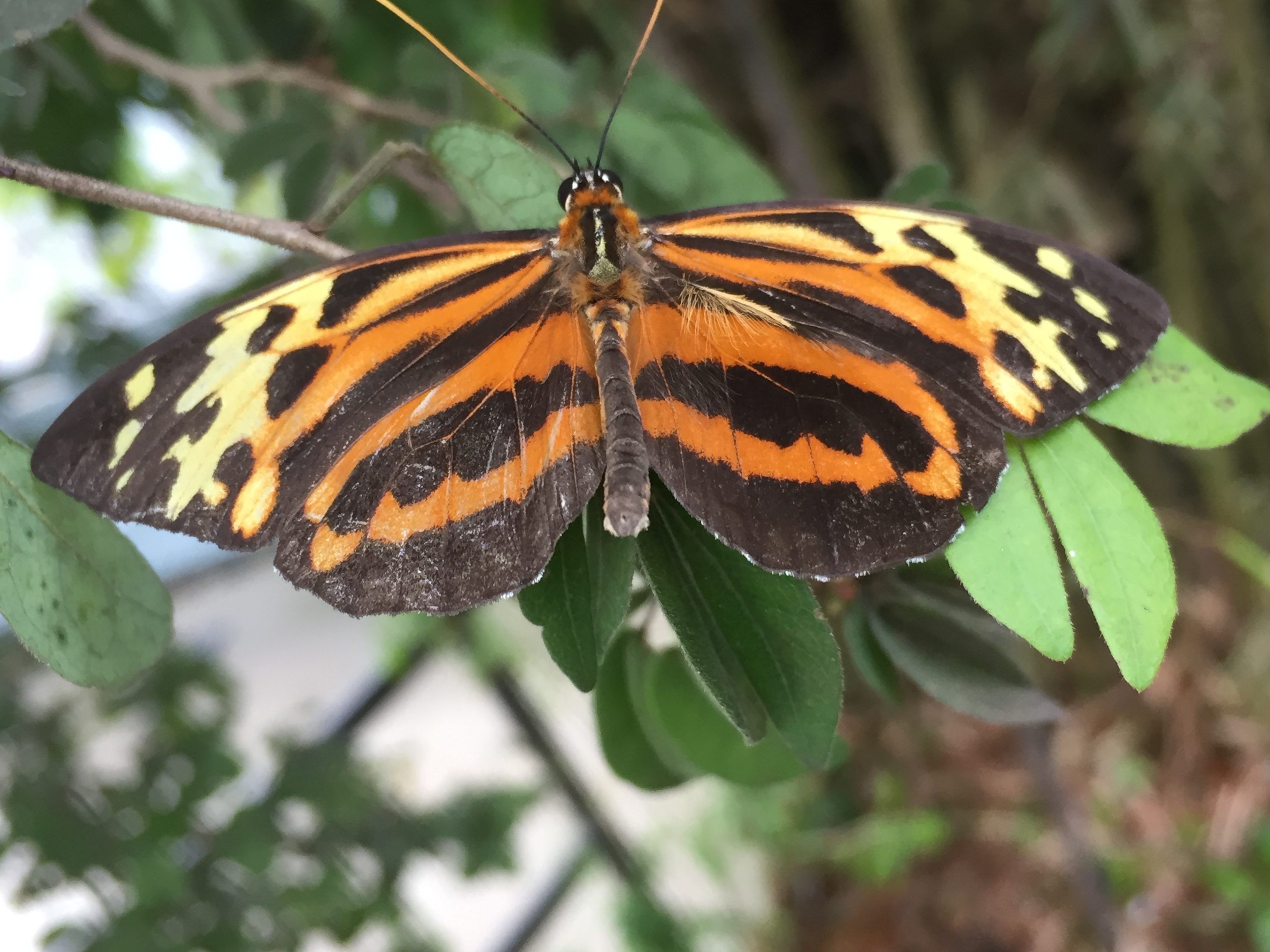 Butterfly Leopard Print free image download