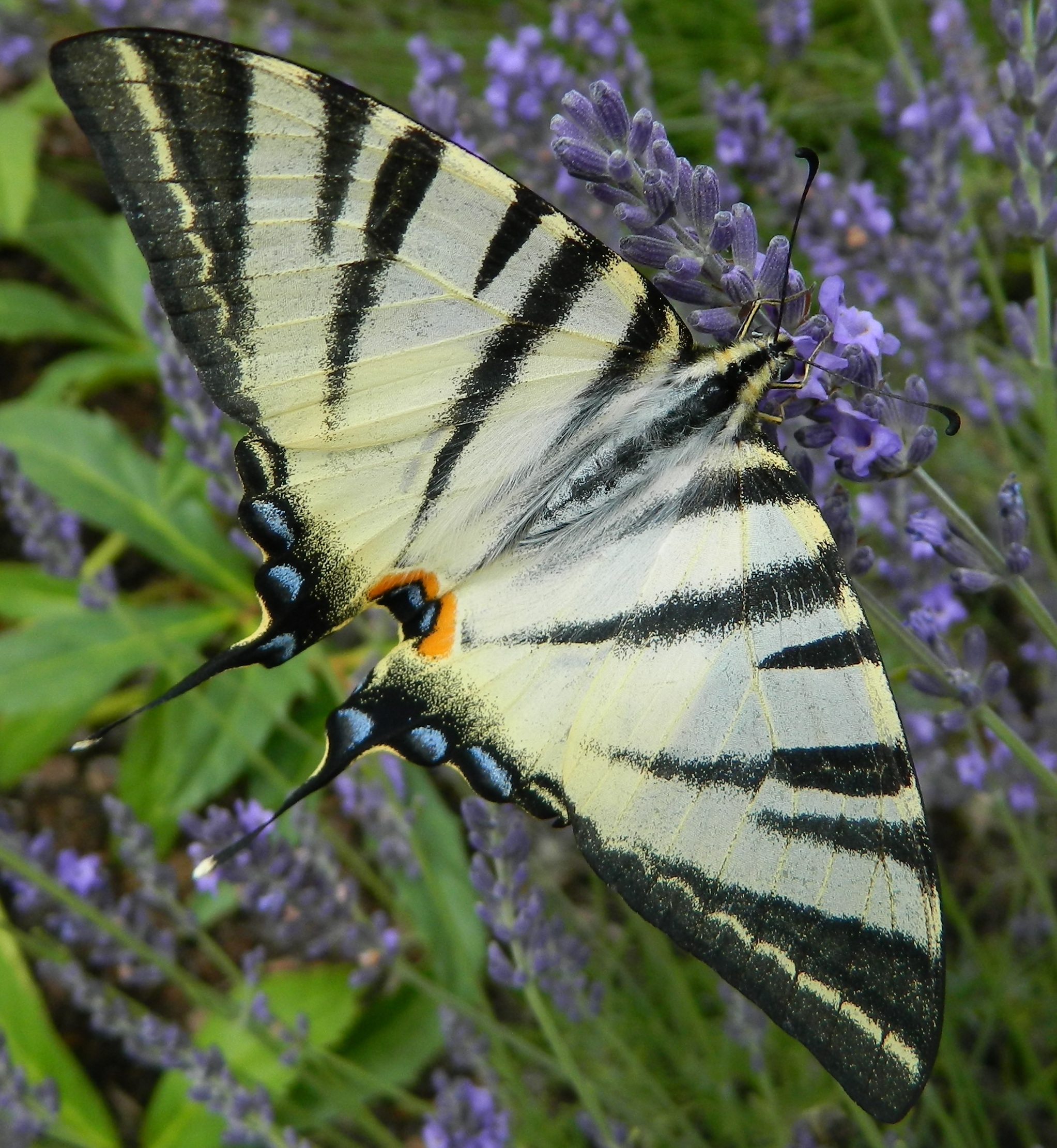 Butterfly Czech Republic Lavender free image download