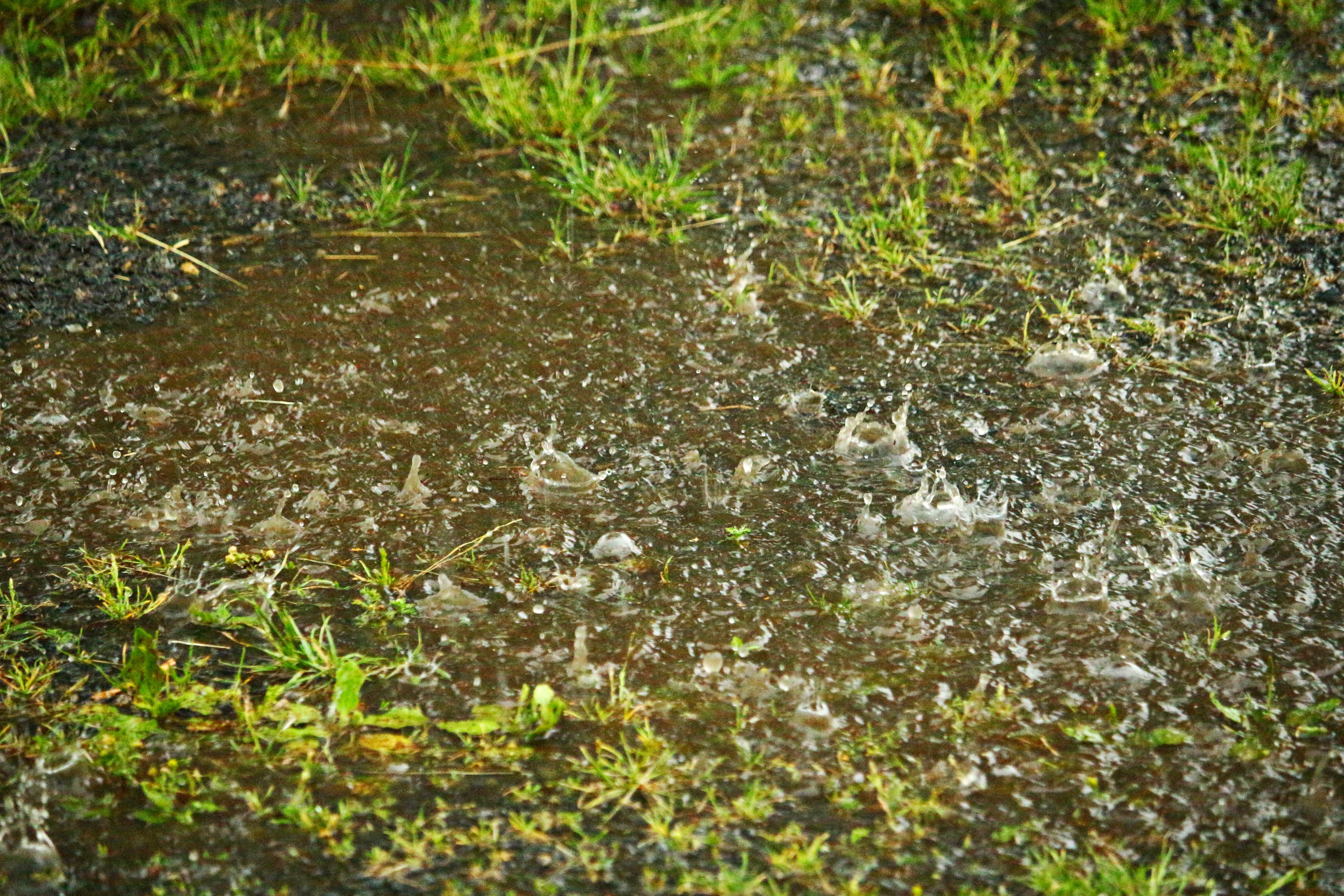 Rain Puddle Drip free image download