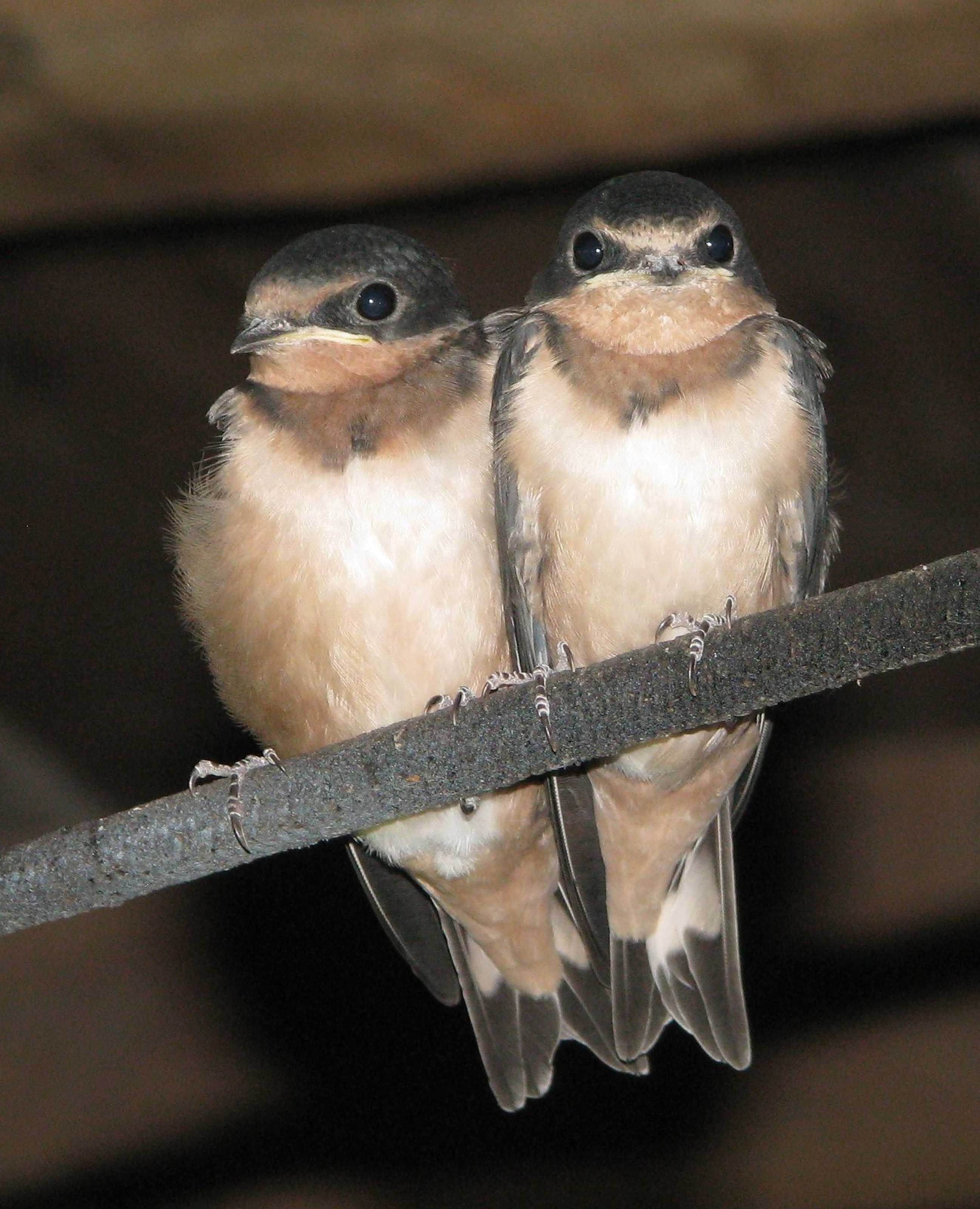 Barn Swallow Swallowlings free image download