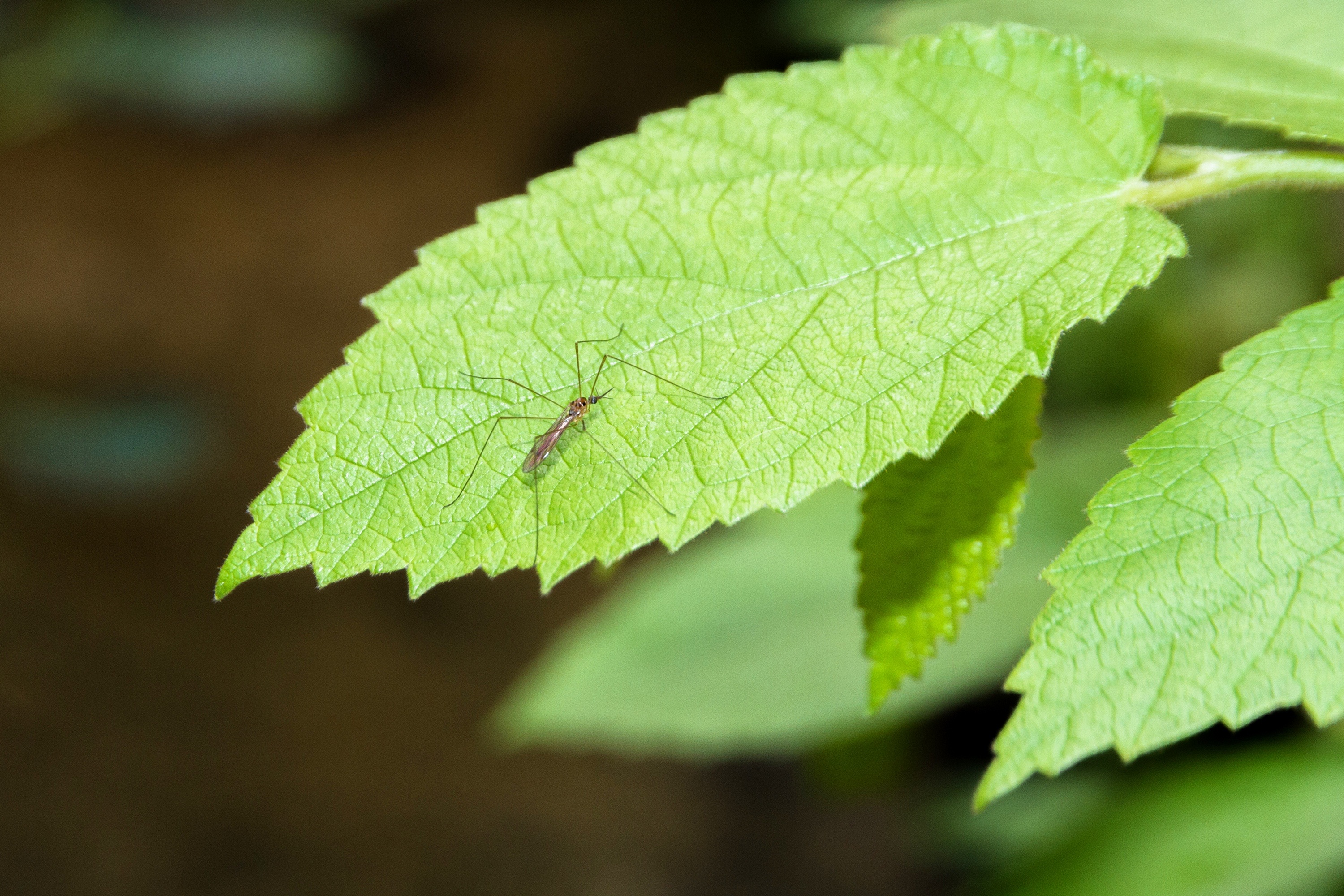 Insect crawling through foliage free image download