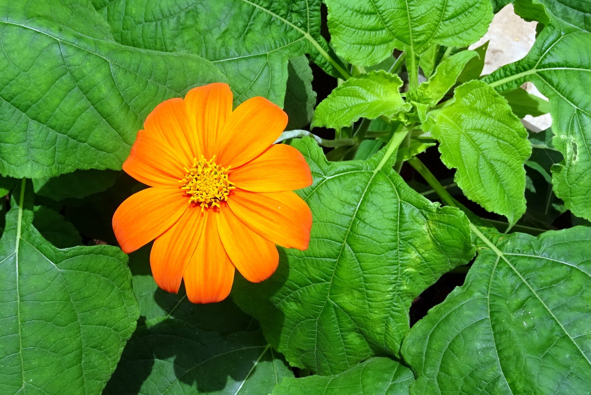 Flower Mexican Sunflower Tithonia free image download