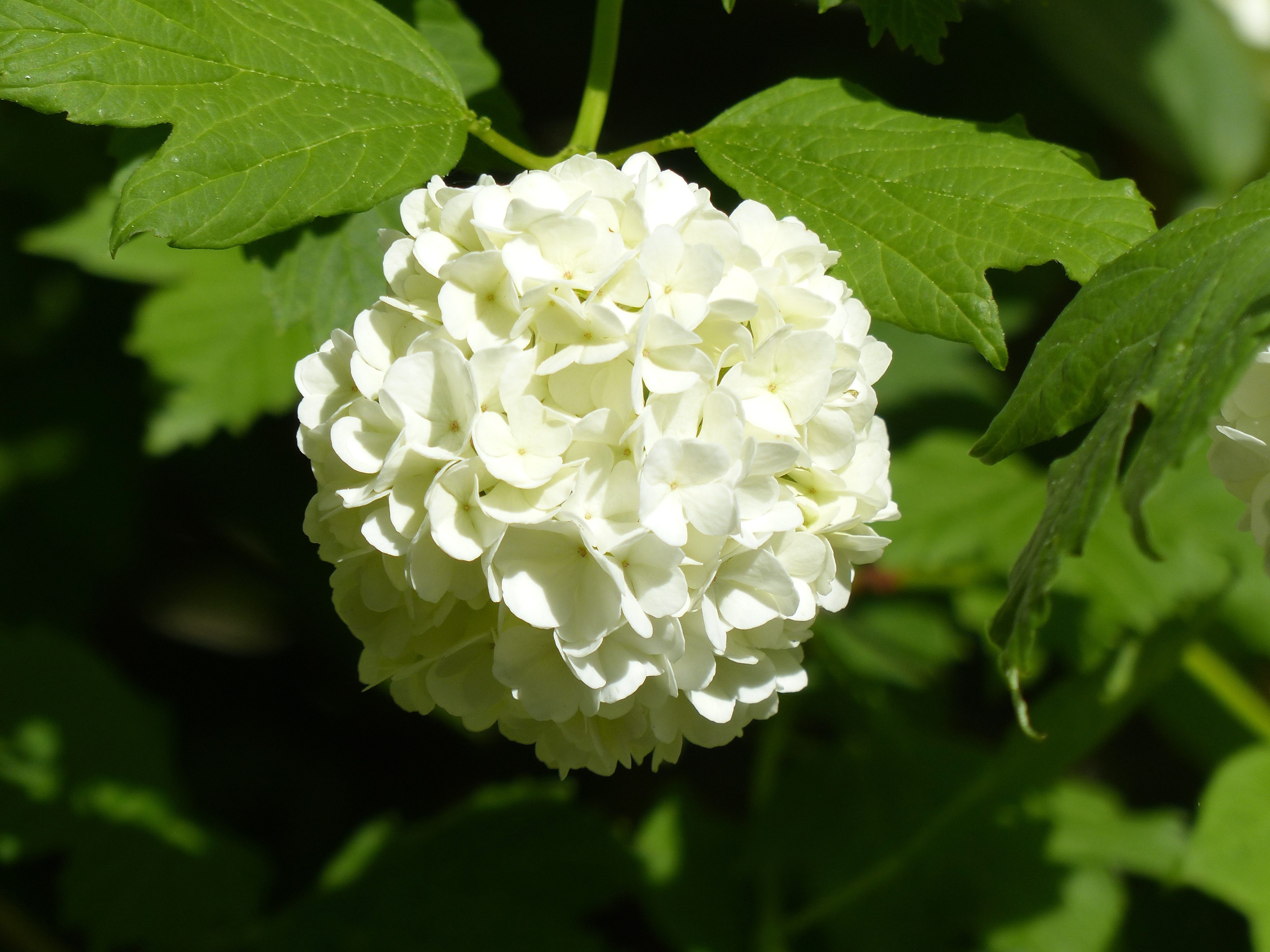 Hydrangea Snow Ball Globose free image download