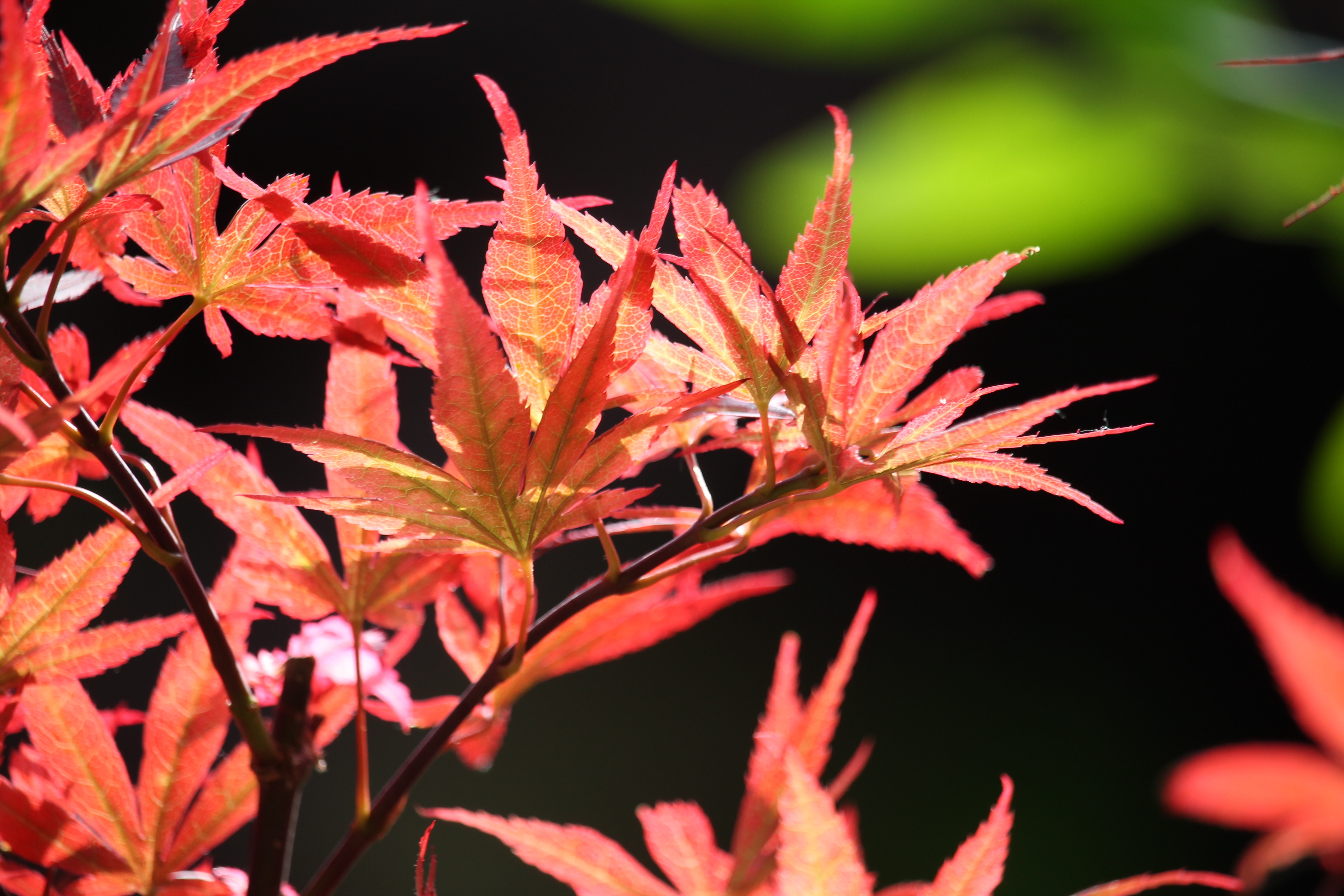 Maple Summer Red Leaves Back free image download