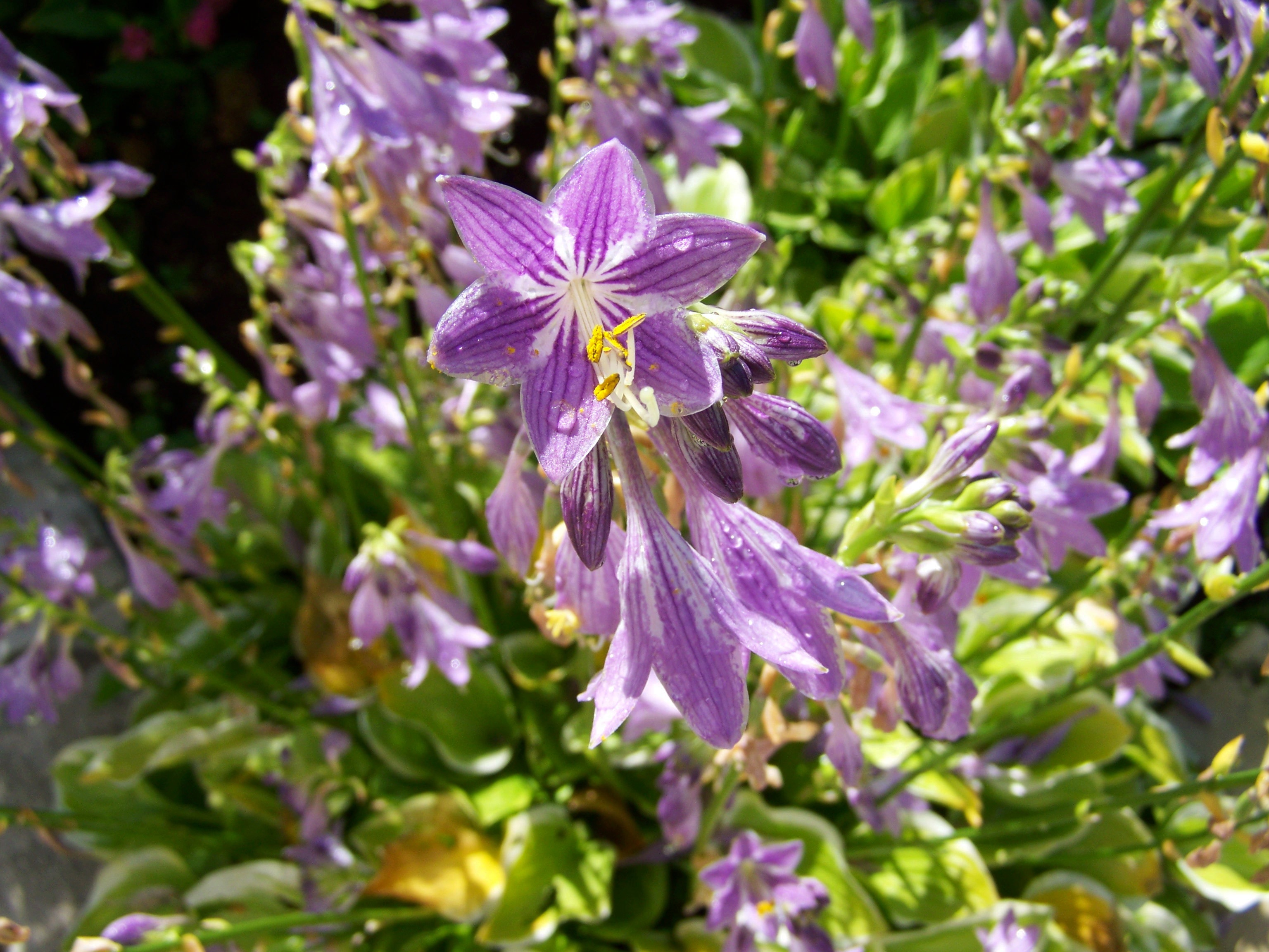 Shadow Lily Purple Flower free image download