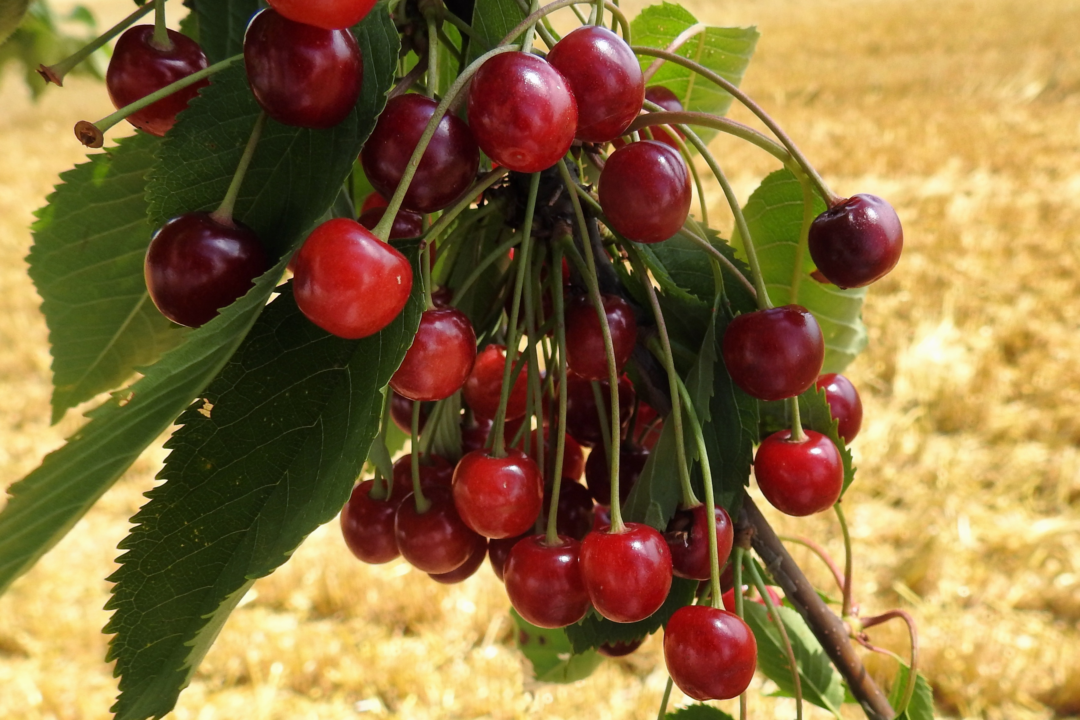 Cherry Tree Wild Cherries Sweet free image download