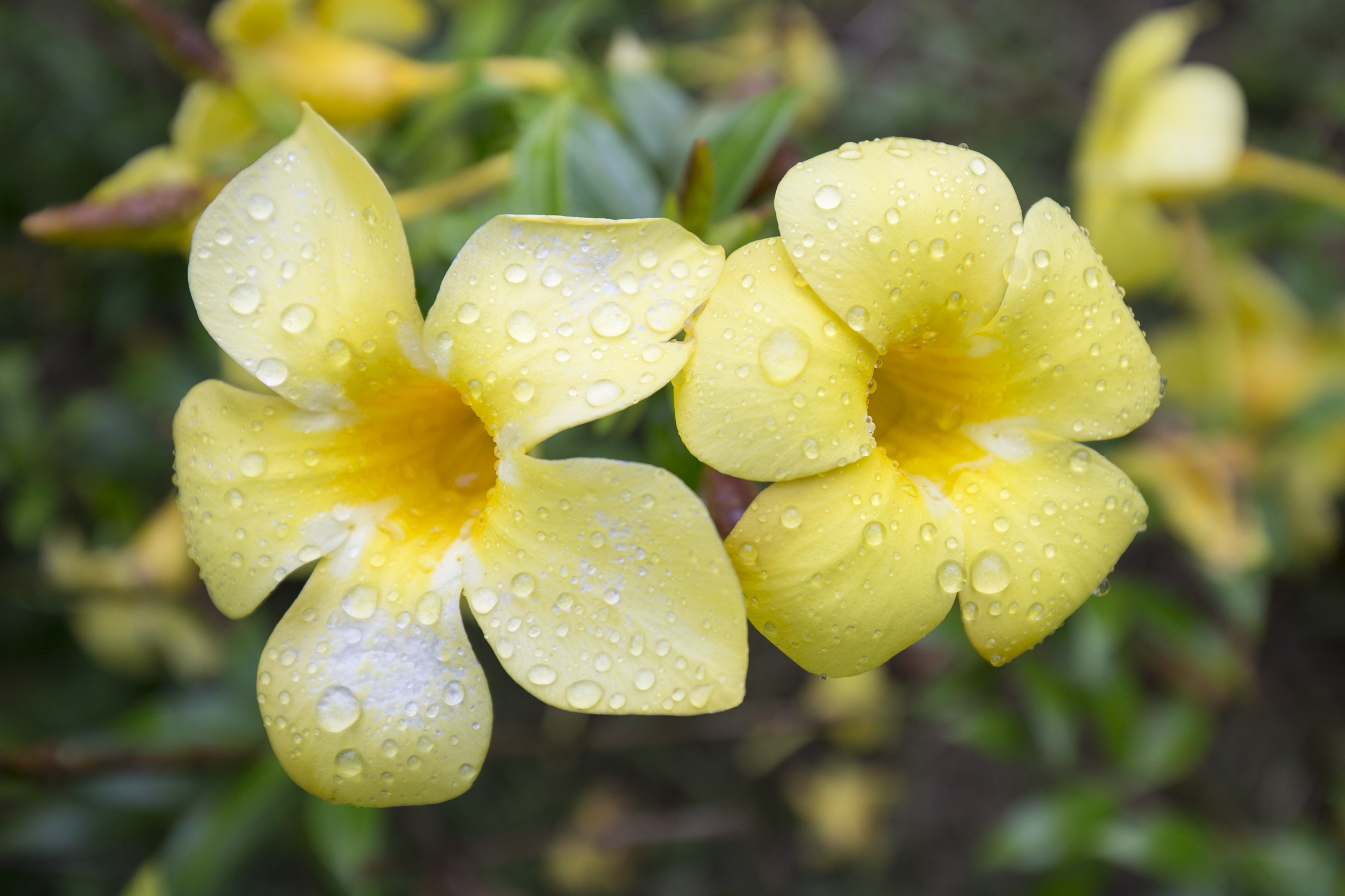 Flowers Yellow Fresh free image download