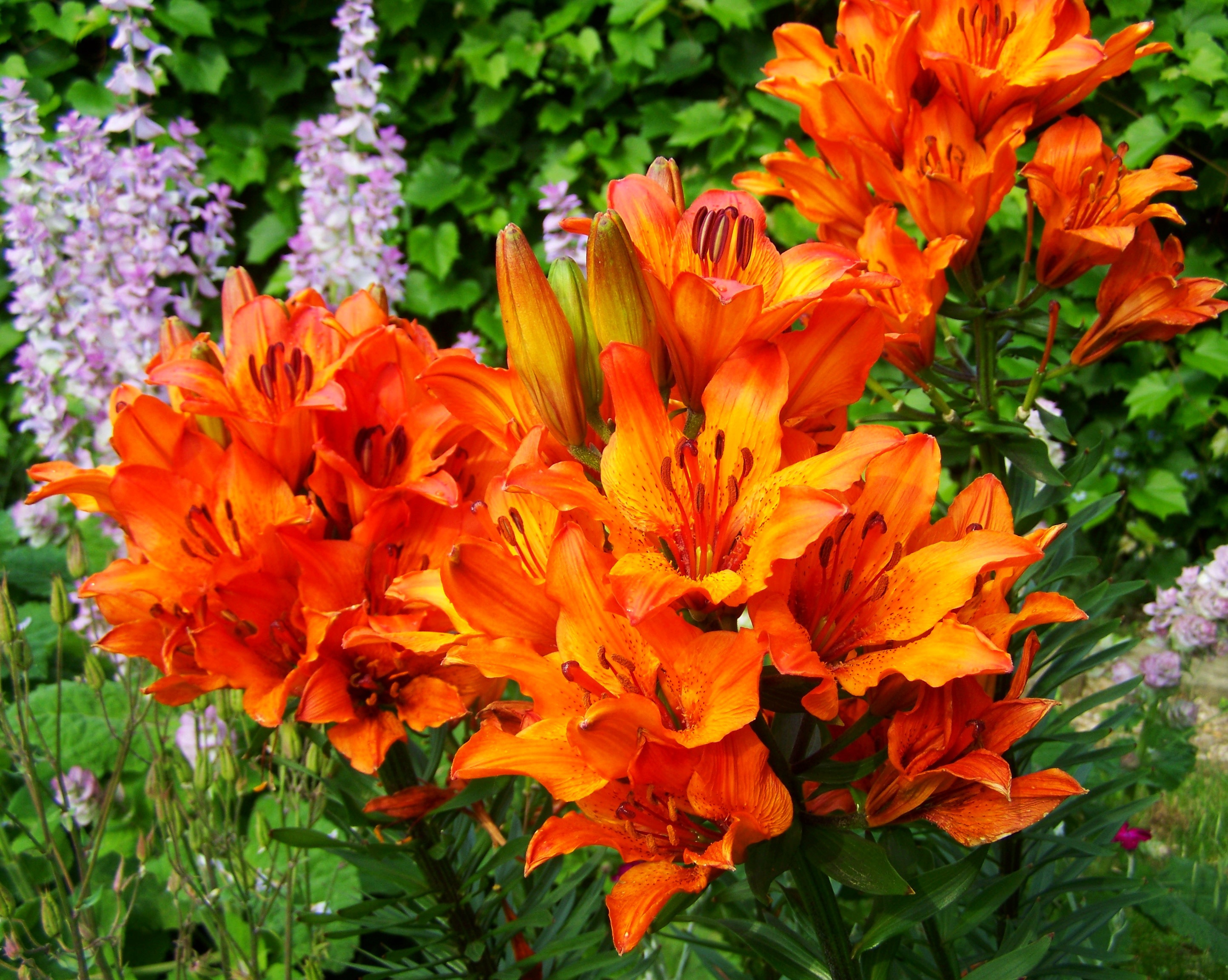 Fire Lily Flower Garden free image download